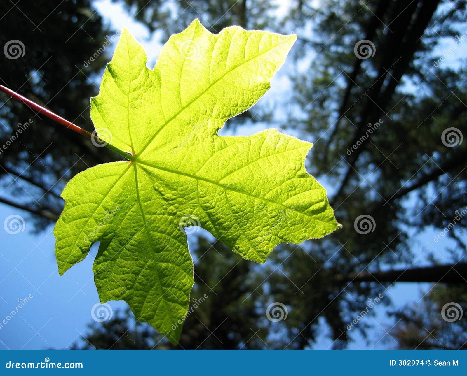 Leaf backlit by the sun stock photo. Image of leaves, plant - 302974