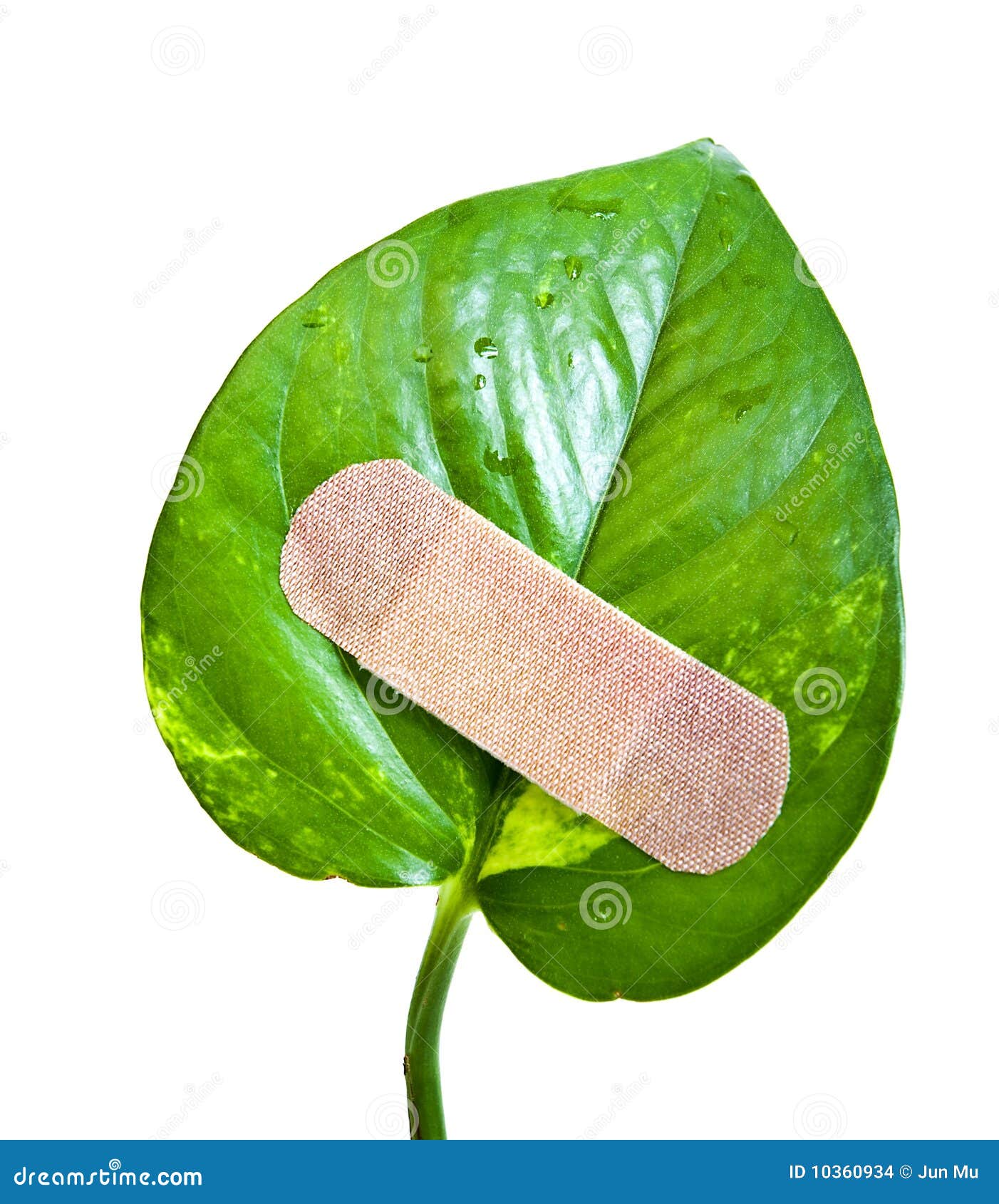Leaf bandage stock photo. Image of hurt, environmentalist - 10360934