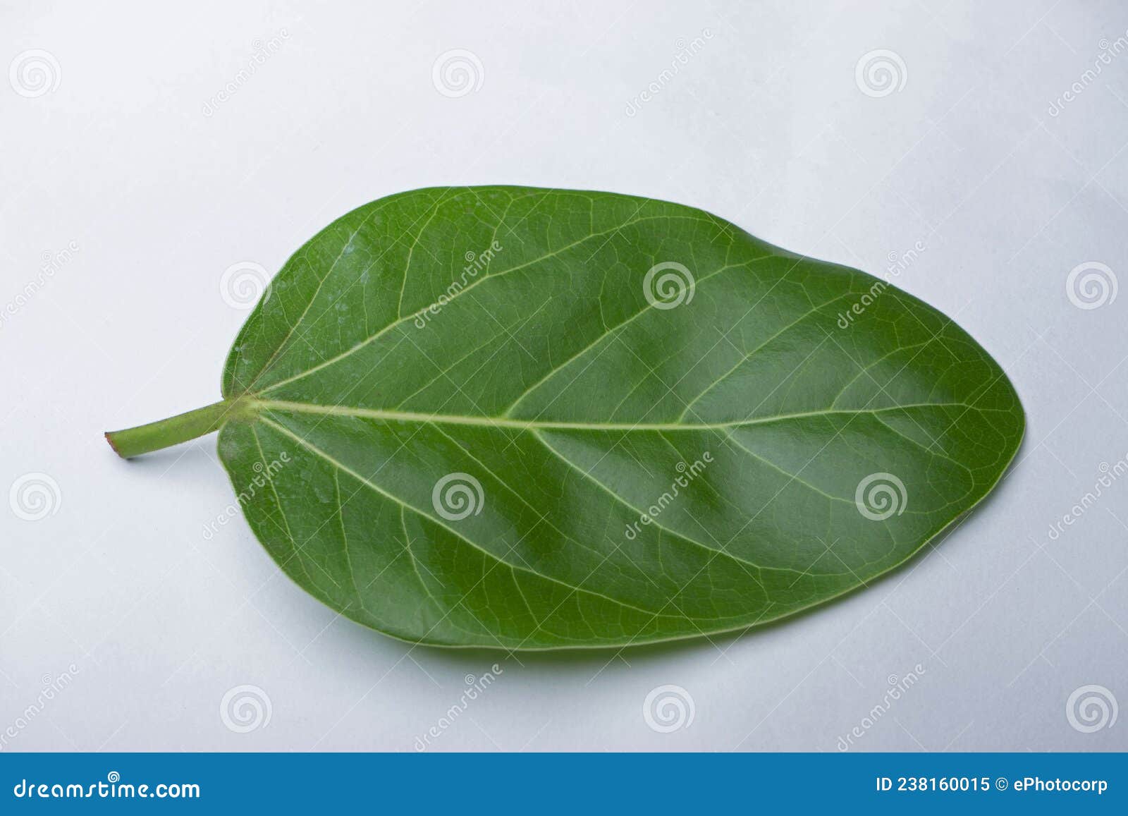Leaf of Banyan Tree, Ficus Americana the Use of the Banyan Tree To ... Leaf of Banyan Tree, Ficus Americana the Use of the Banyan Tree To ...