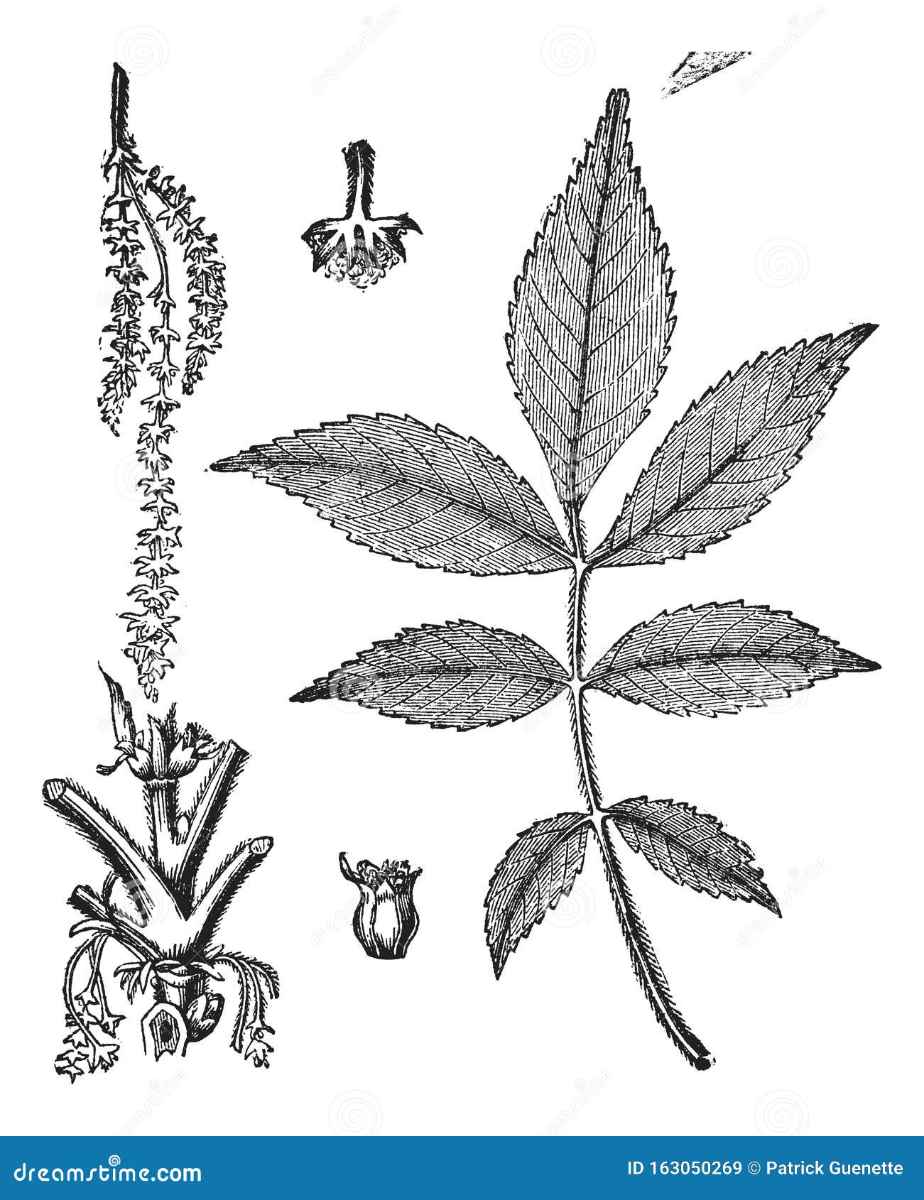 A Hickory Leaf Silhouette Vector Style Art Stock Photography ...