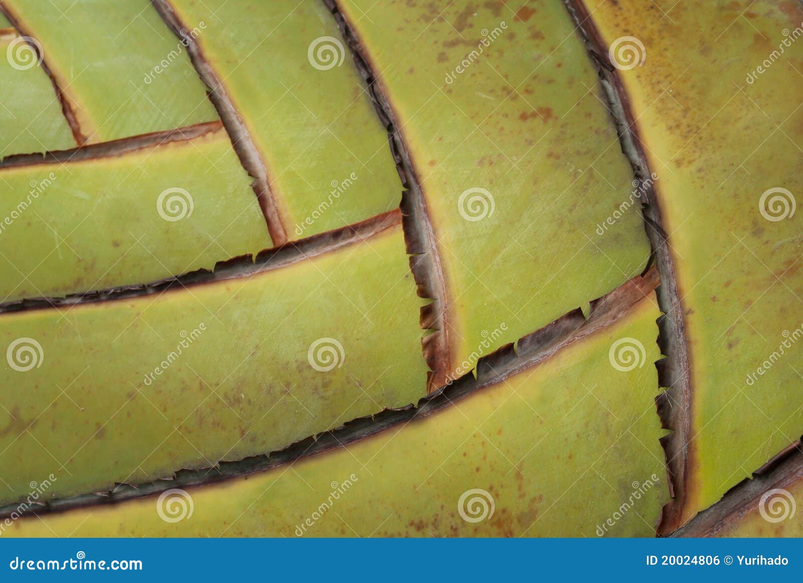Leaf Bases on a Traveler S Palm Stock Photo - Image of leave, abstract ...