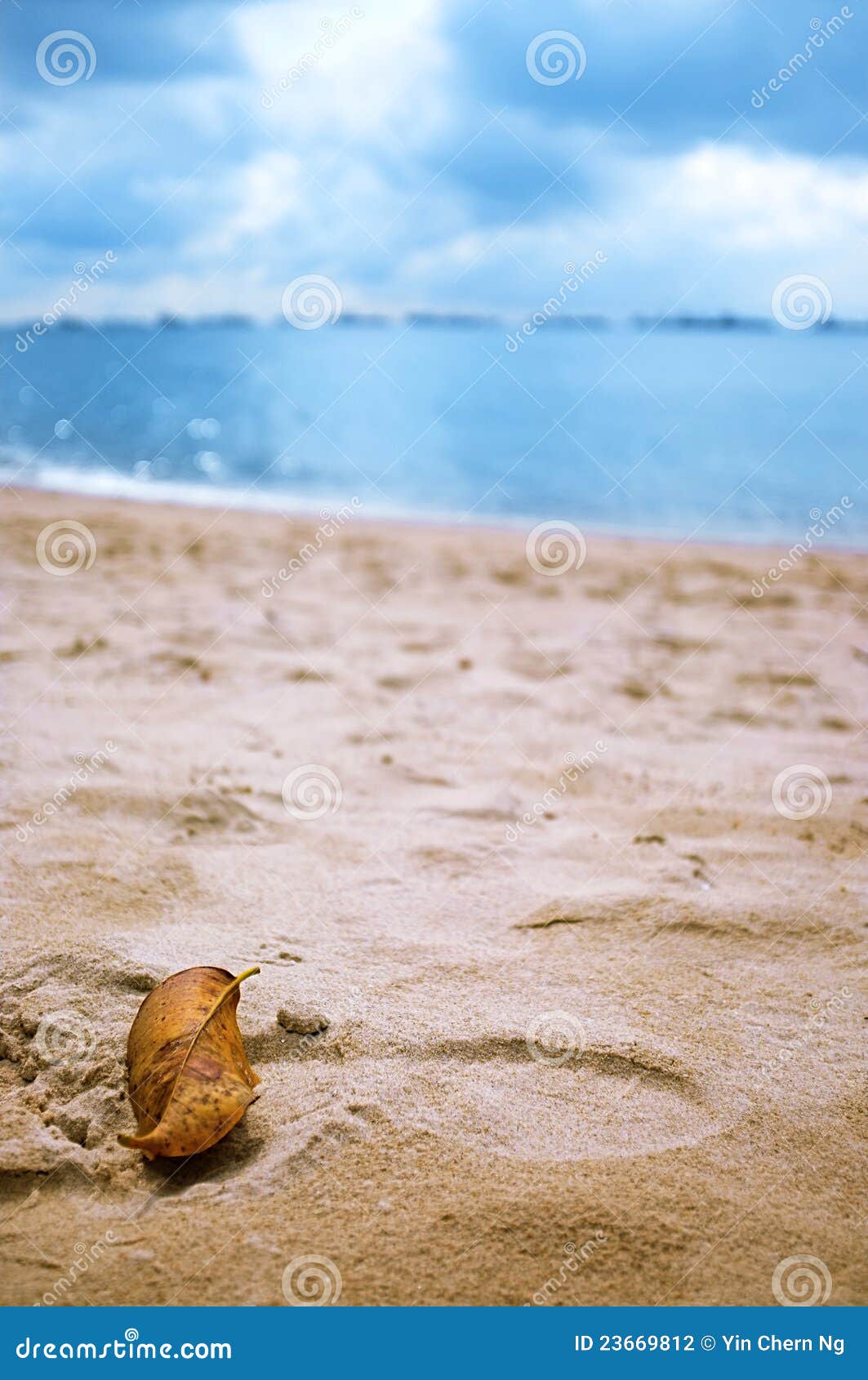 Leaf at the beach stock photo. Image of calm, leaf, beautiful - 23669812