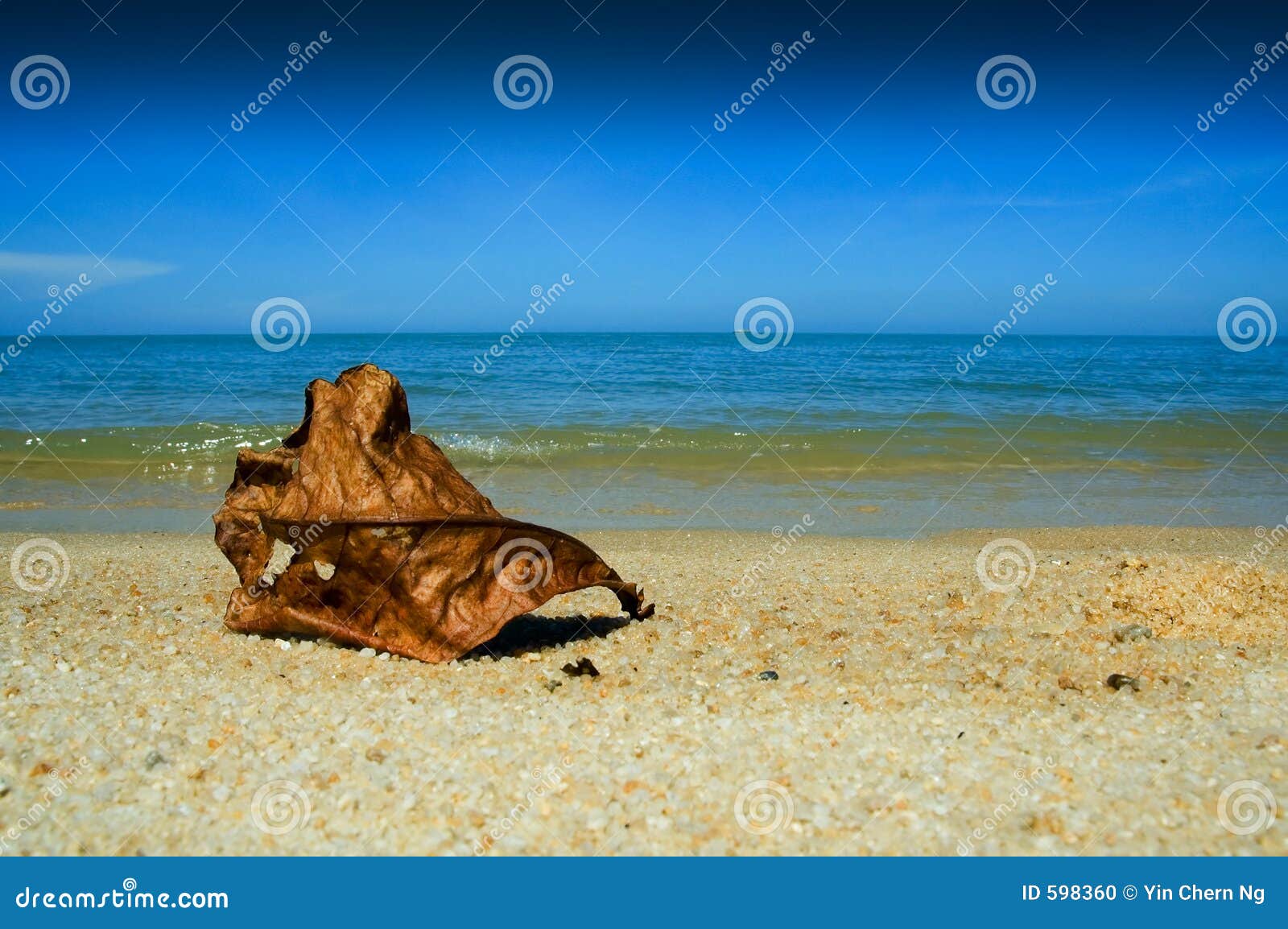 Leaf on the beach stock photo. Image of scene, lagoon, lake - 598360