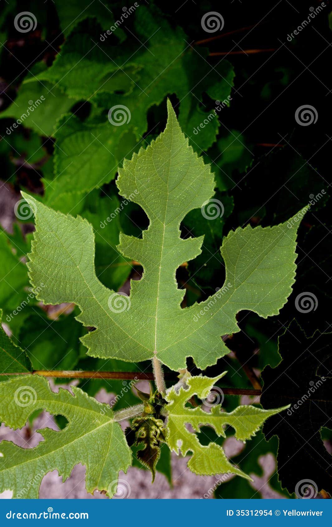 Leaf stock photo. Image of leaf, scene, season, macro - 35312954