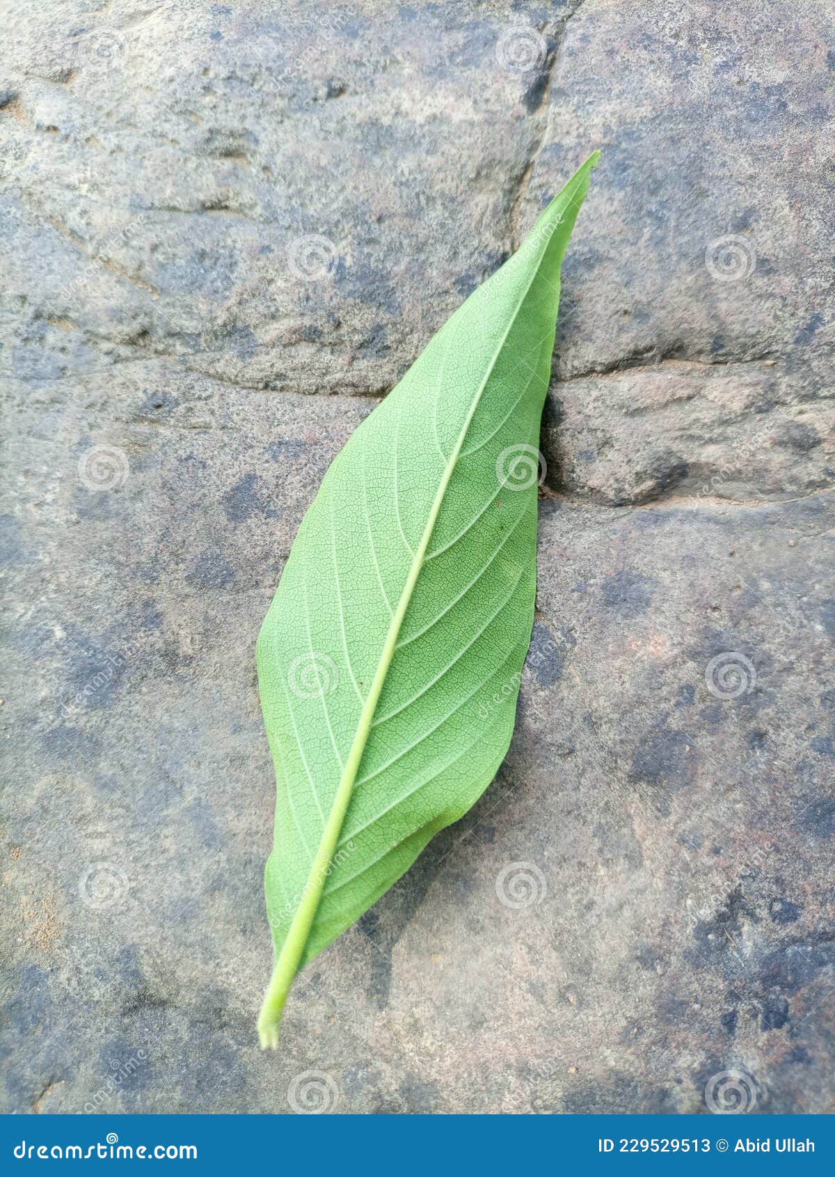 Leaf Back Side of a Beautiful Plant Stock Image - Image of details ...