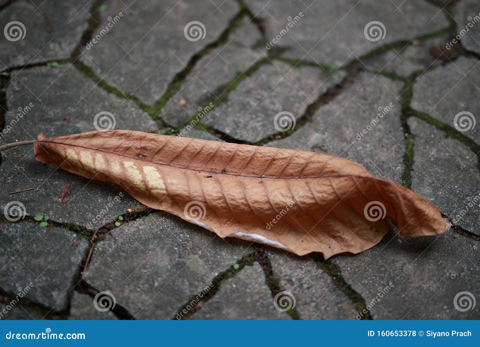 A Leaf Unknown Cannot Wait for Me To Show Up Any Longer Stock Photo ...