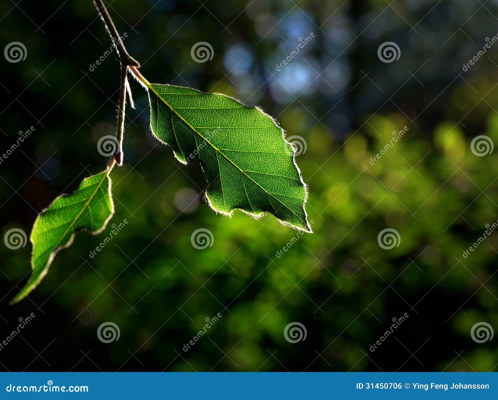 Leaf of beech stock photo. Image of close, beauty, beautiful - 31450706