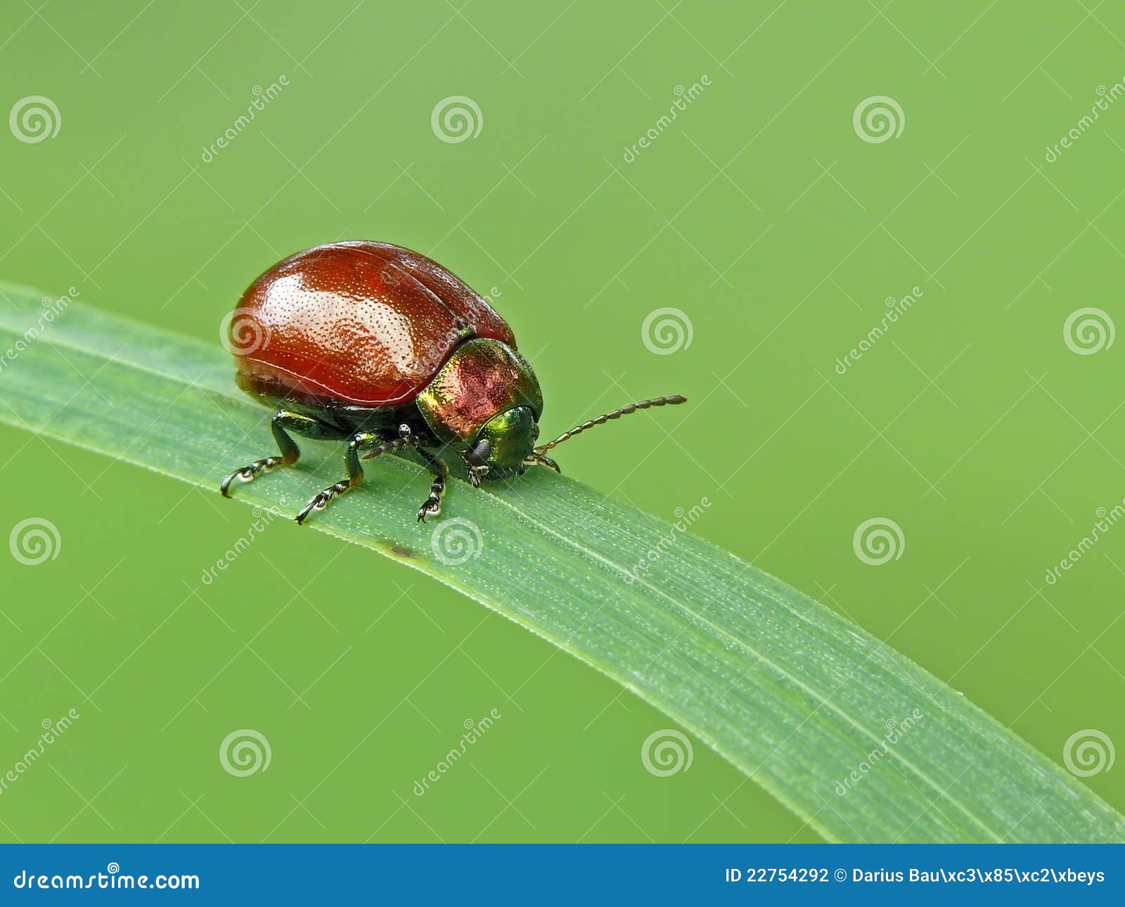 Leaf Beetle stock photo. Image of brown, chrysomelidae - 22754292