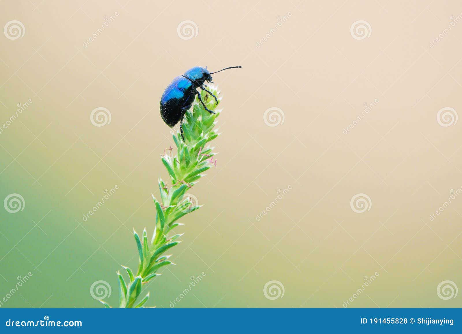 Leaf beetle stock photo. Image of life, beetles, animals - 191455828
