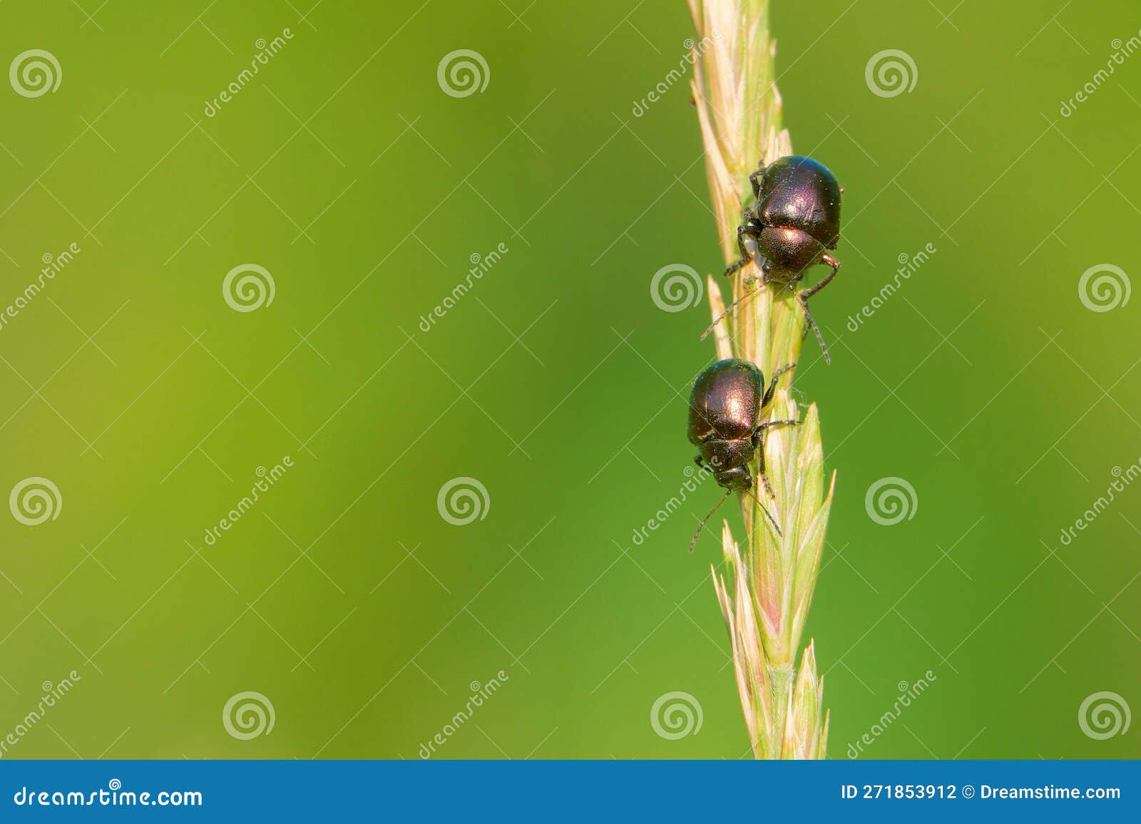 Leaf beetle stock photo. Image of chrysomelidae, black - 271853912