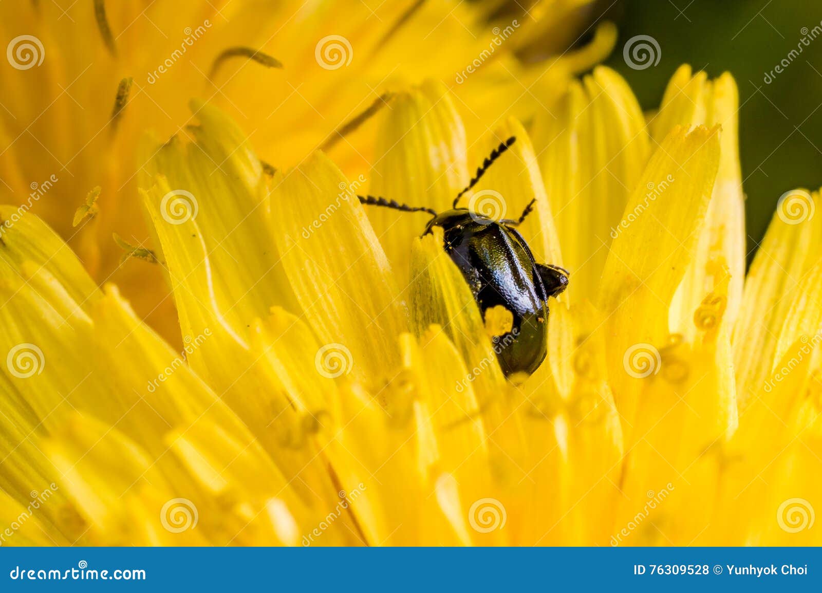 Nonarthra Stock Photos - Free & Royalty-Free Stock Photos from Dreamstime