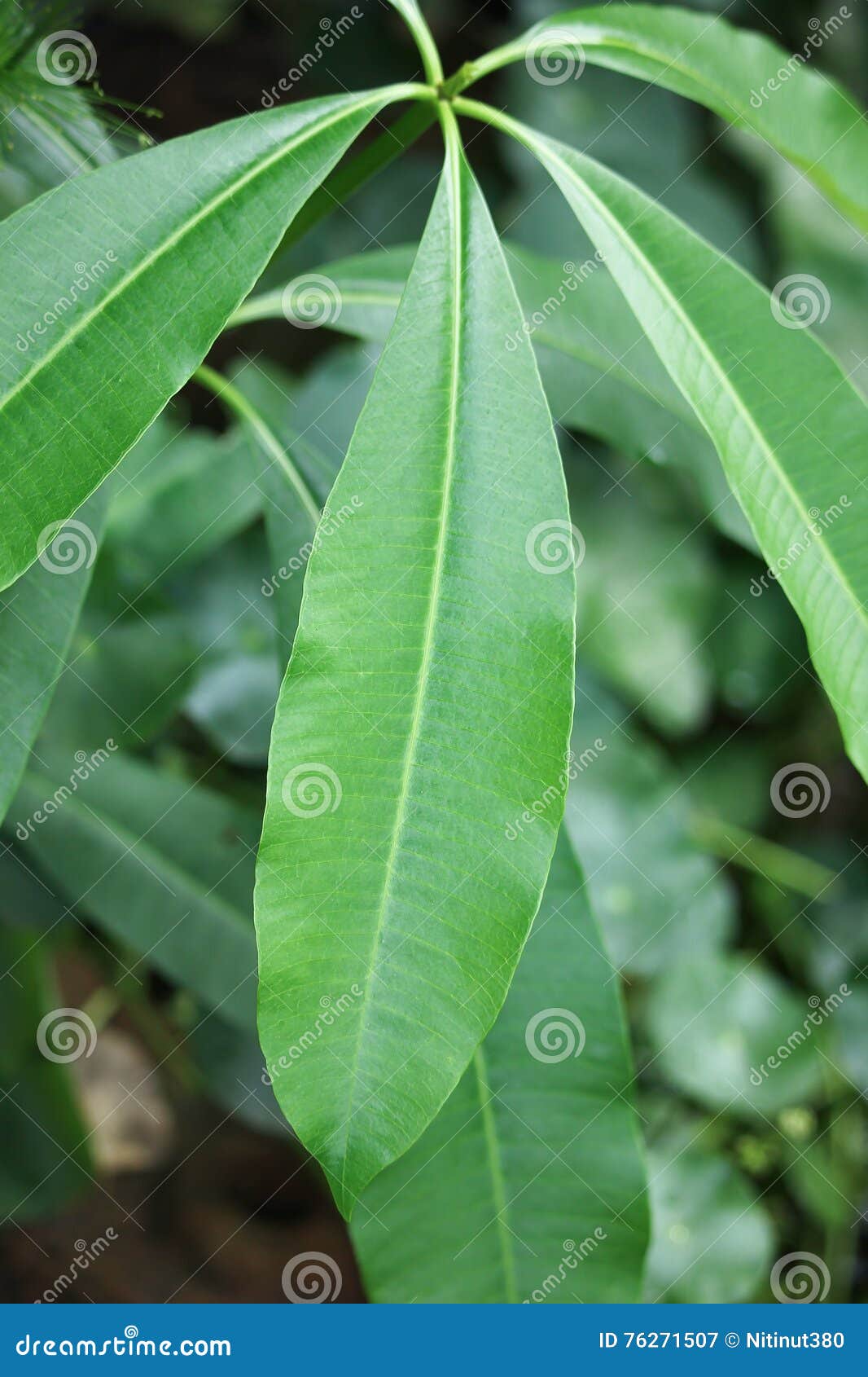 Leaf of Blackboard Tree, Devil Tree Stock Image - Image of devil ...