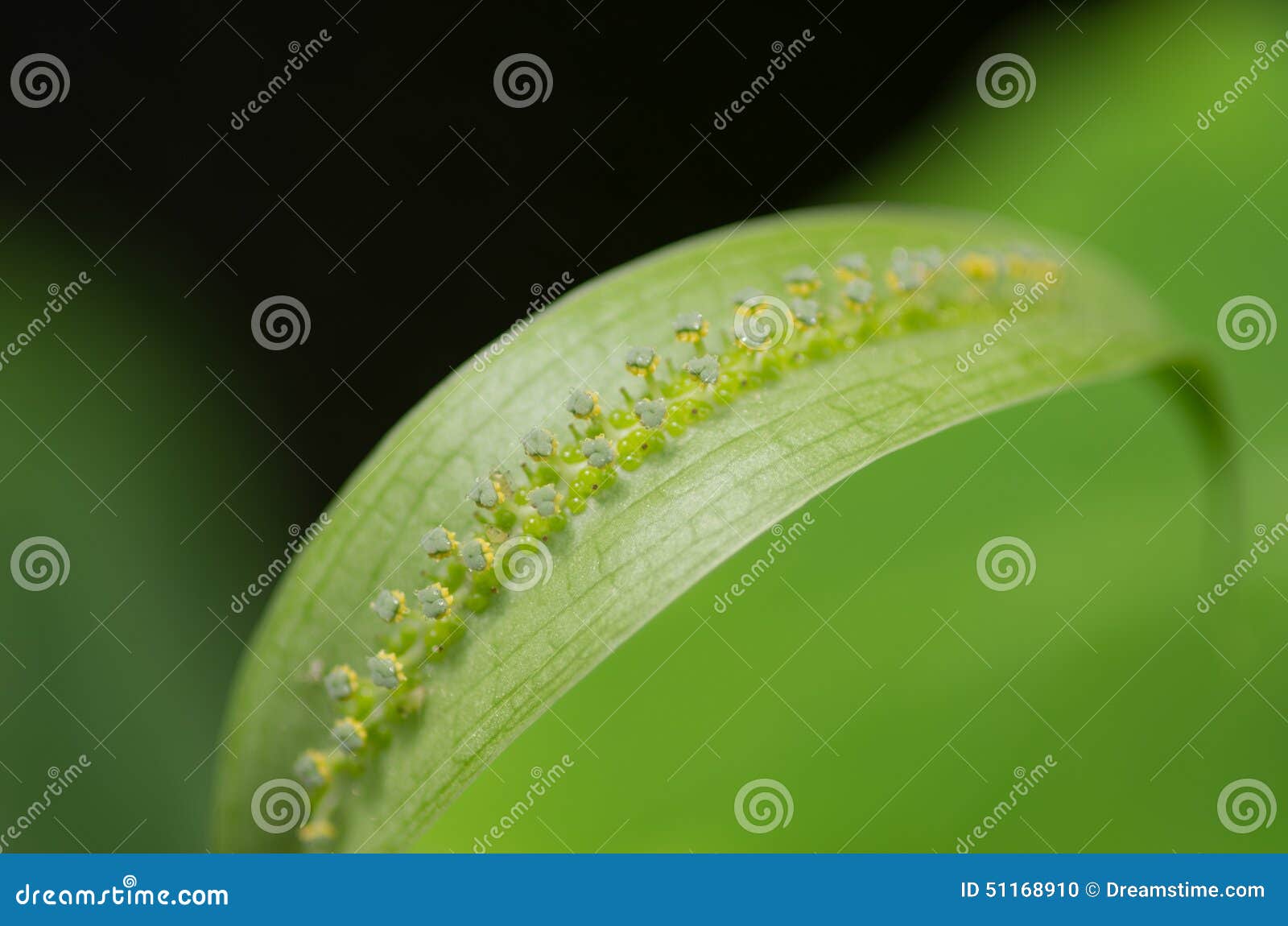 Leaf Blade stock photo. Image of botanic, life, structures - 51168910