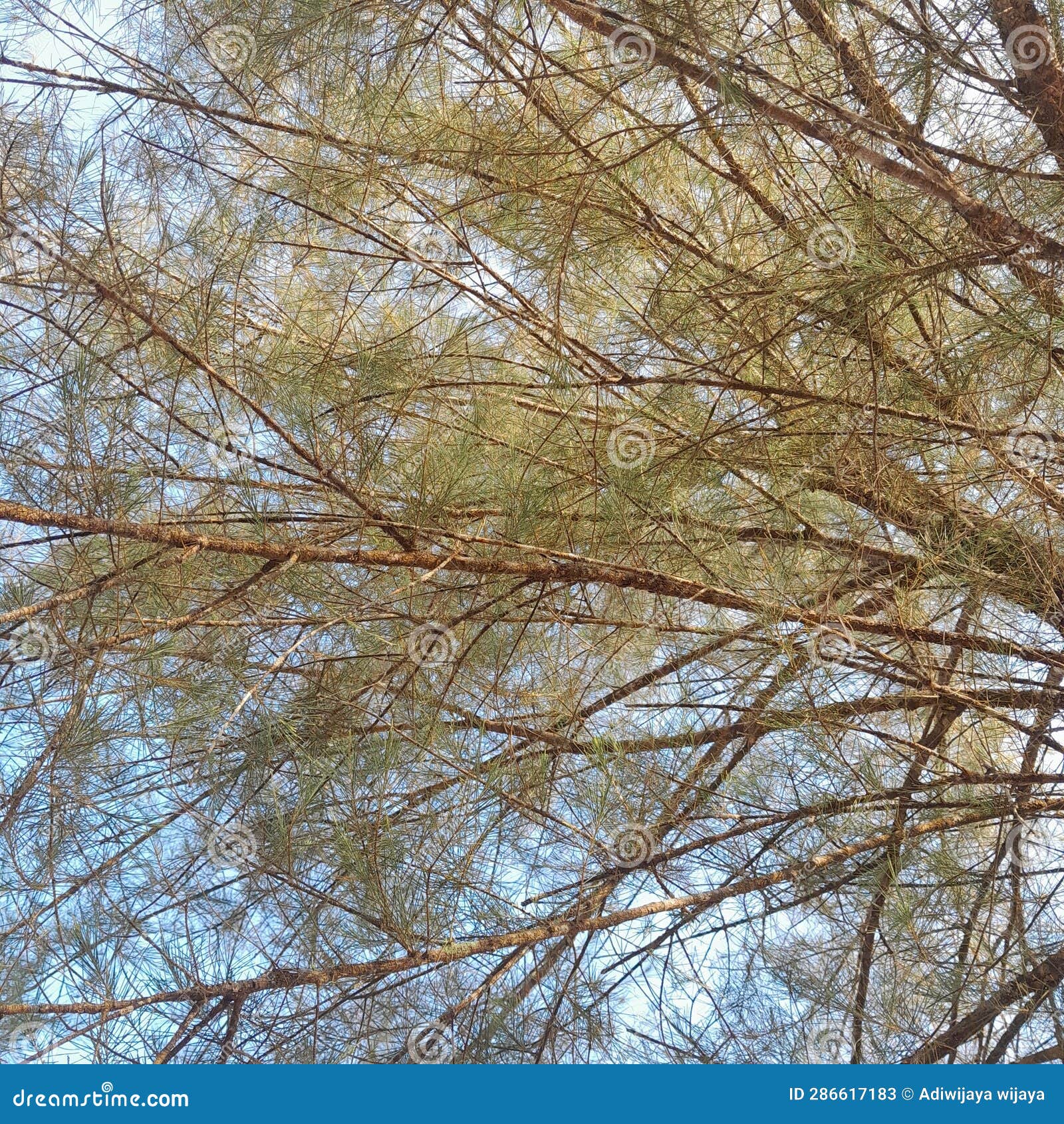 Leaf Blade of a Shady Pine Tree in Nature Stock Image - Image of nature ...