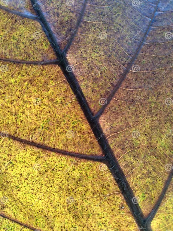 Leaf Blade Showing the Main Vein and Lateral Veins of a Dried Leaf ...