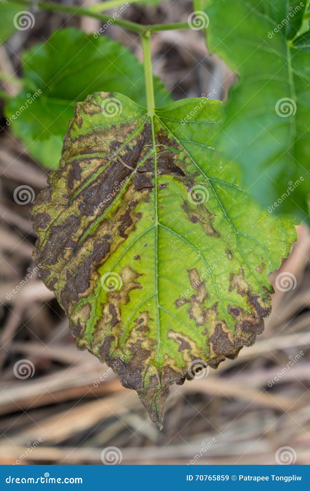 A Leaf With Leaf Blight Disease Stock Photography | CartoonDealer.com ...