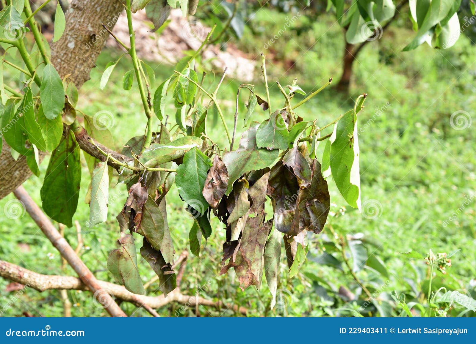 Leaf Blight Symptom from Fungus Stock Image - Image of fungal, leaf ...