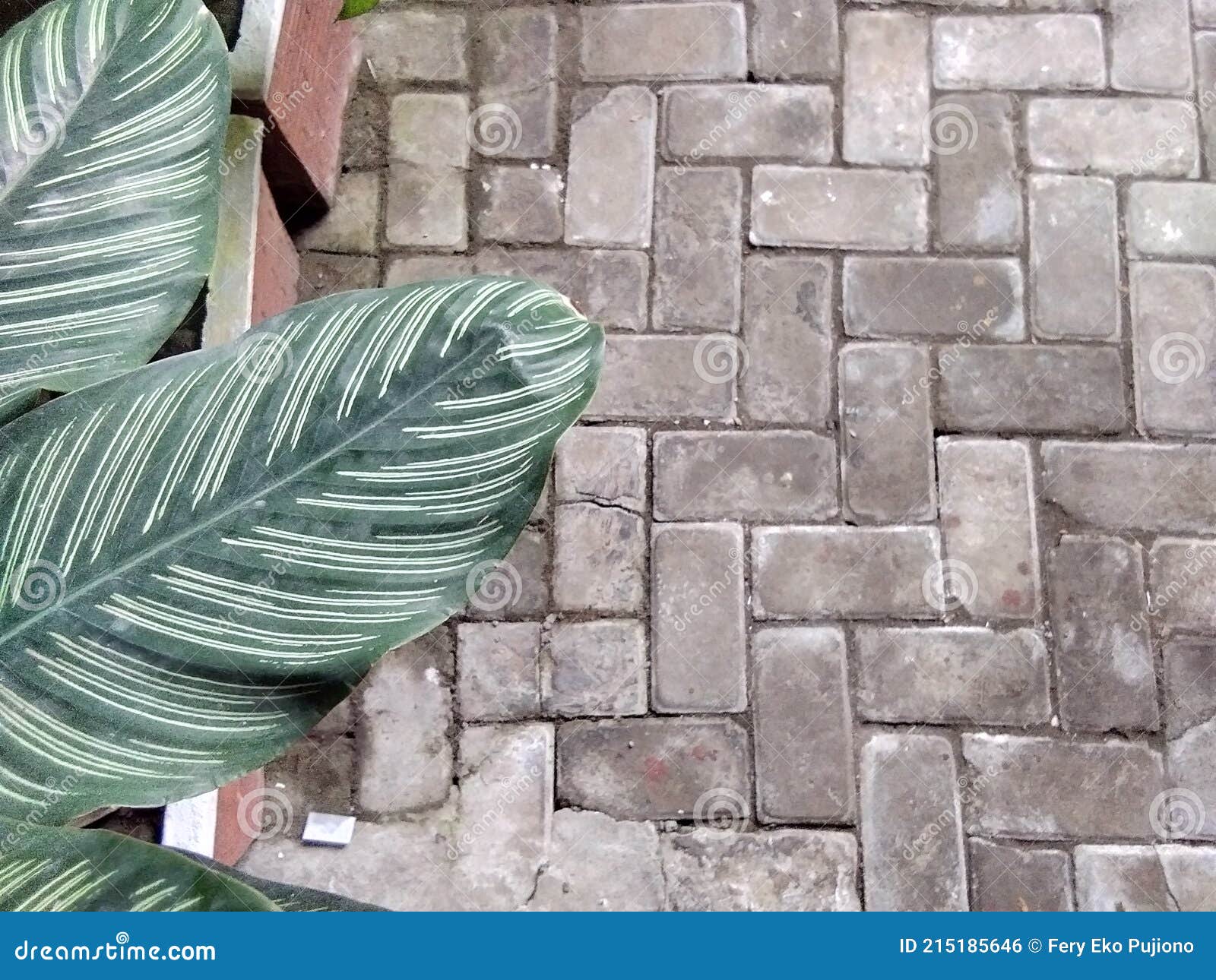 Leaf on block stock photo. Image of popular, monstera - 215185646