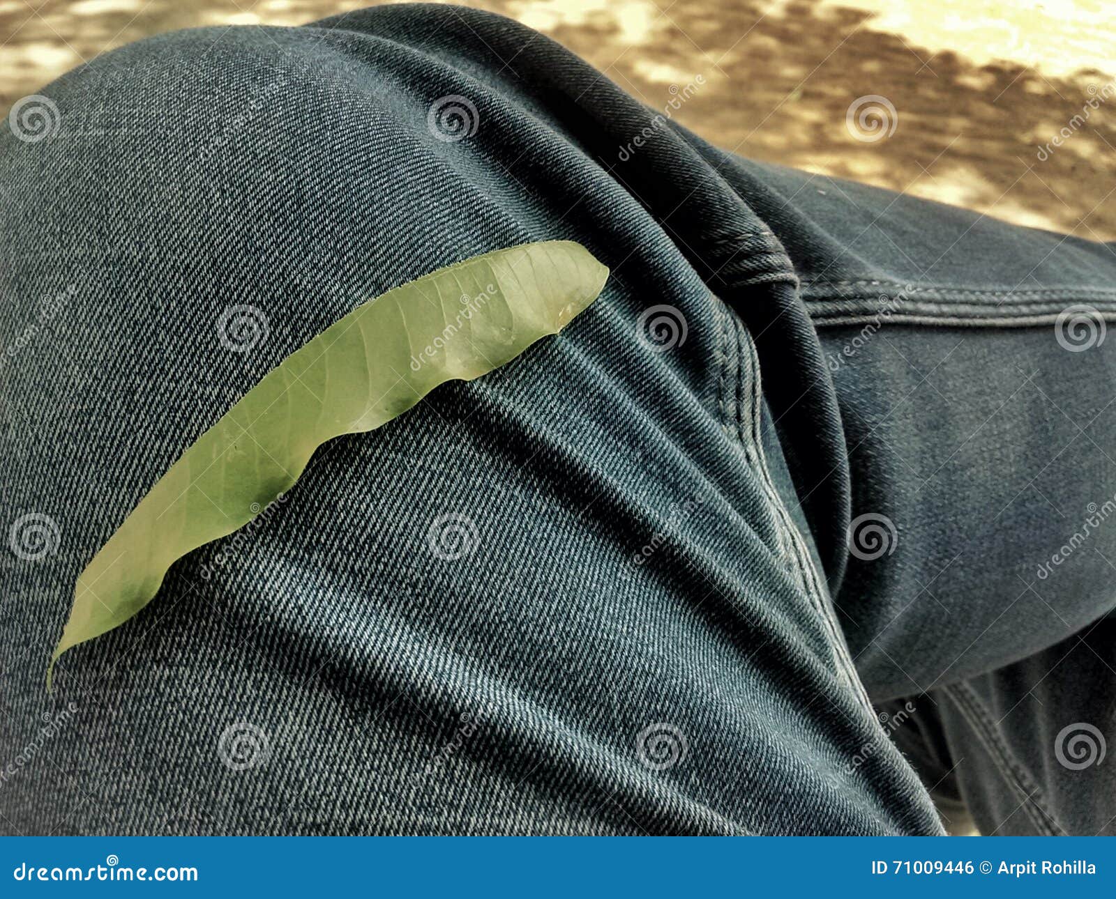 Leaf on blue jeans stock photo. Image of green, fallen - 71009446