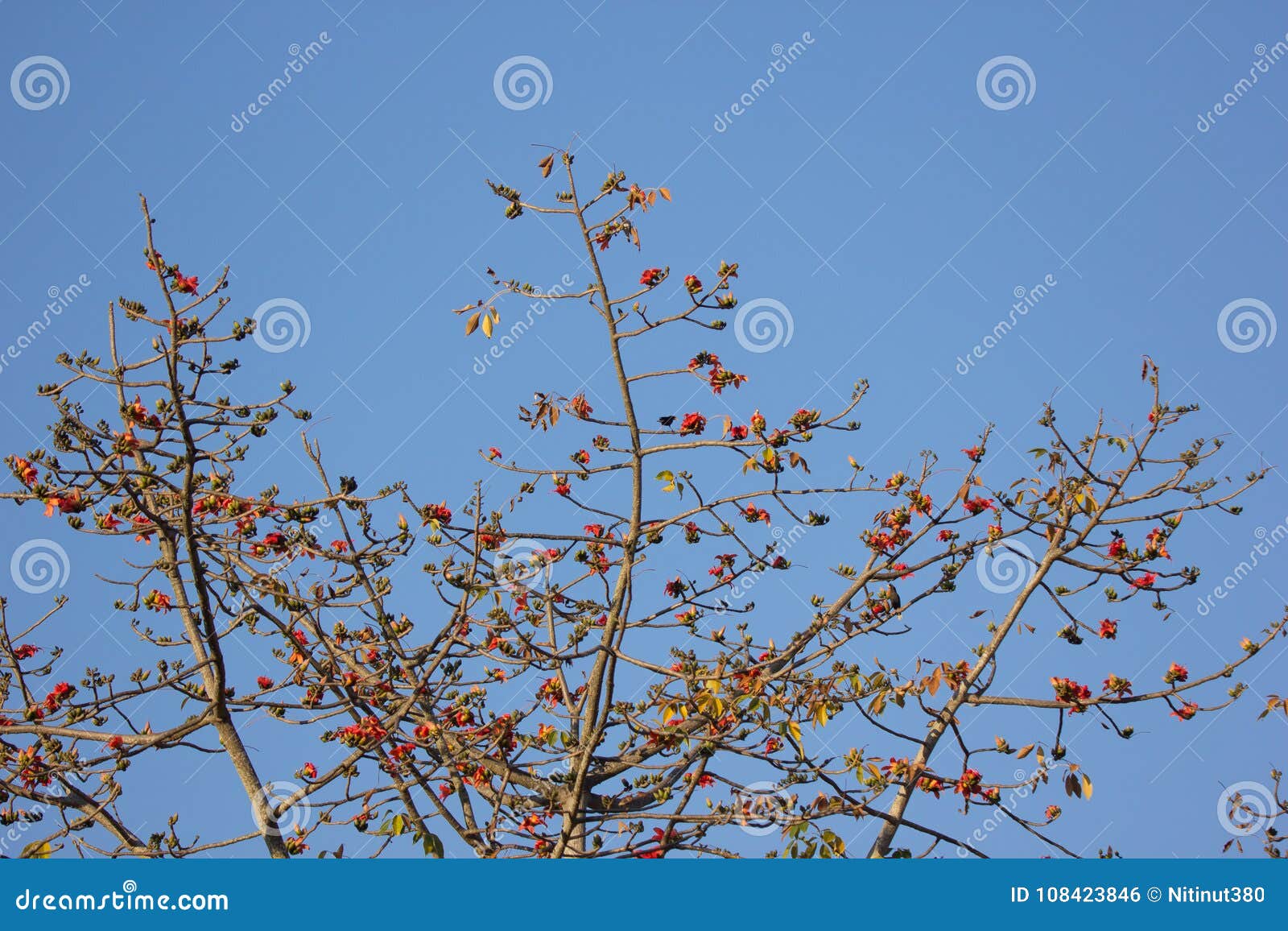 Leaf of Bombax ceiba tree stock photo. Image of ceiba - 108423846