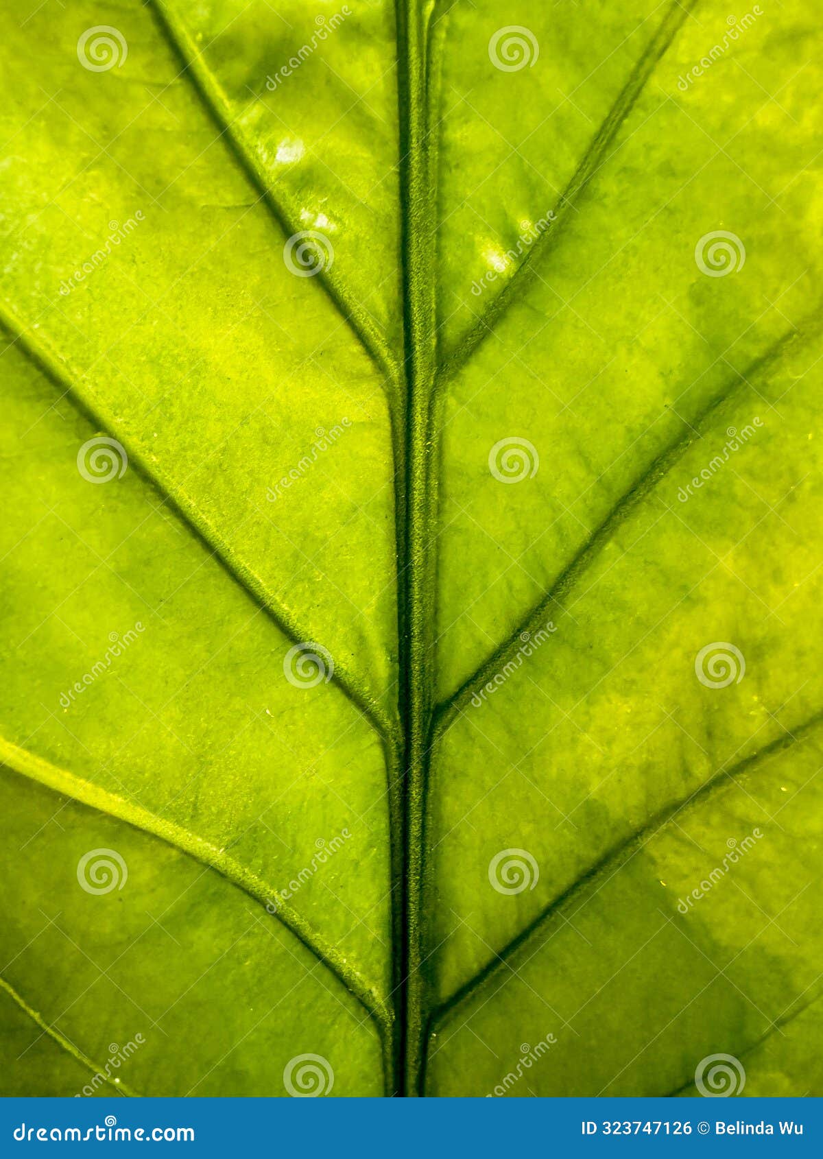 Leaf bone of the plant stock photo. Image of anthurium - 323747126