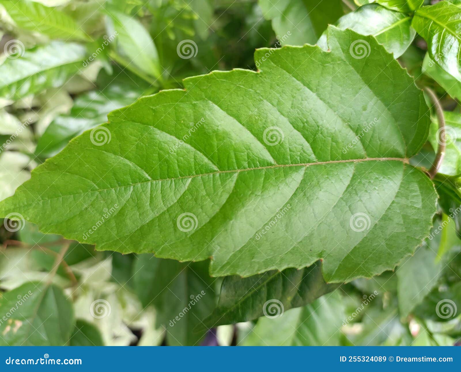 The Leaf Bone Surface is Taken from High Angle Stock Image - Image of ...