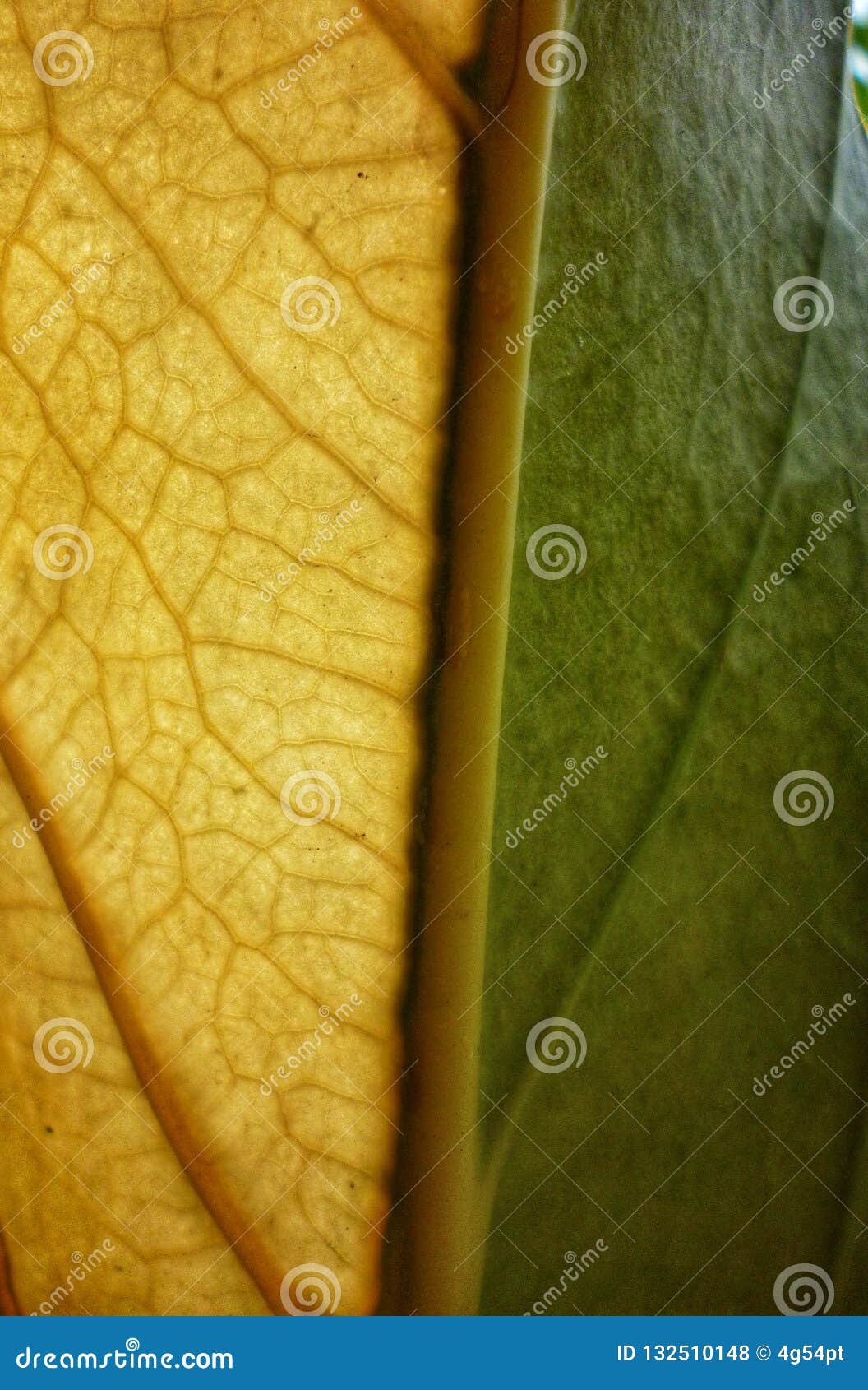 Leaf bones stock photo. Image of plant, leaves, beautiful - 132510148