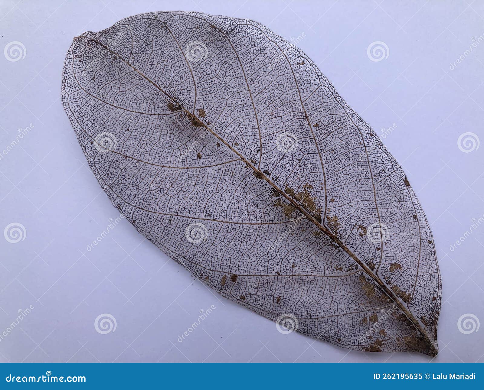 Leaf Bones from Jackfruit Tree Leaves Stock Image - Image of brown ...