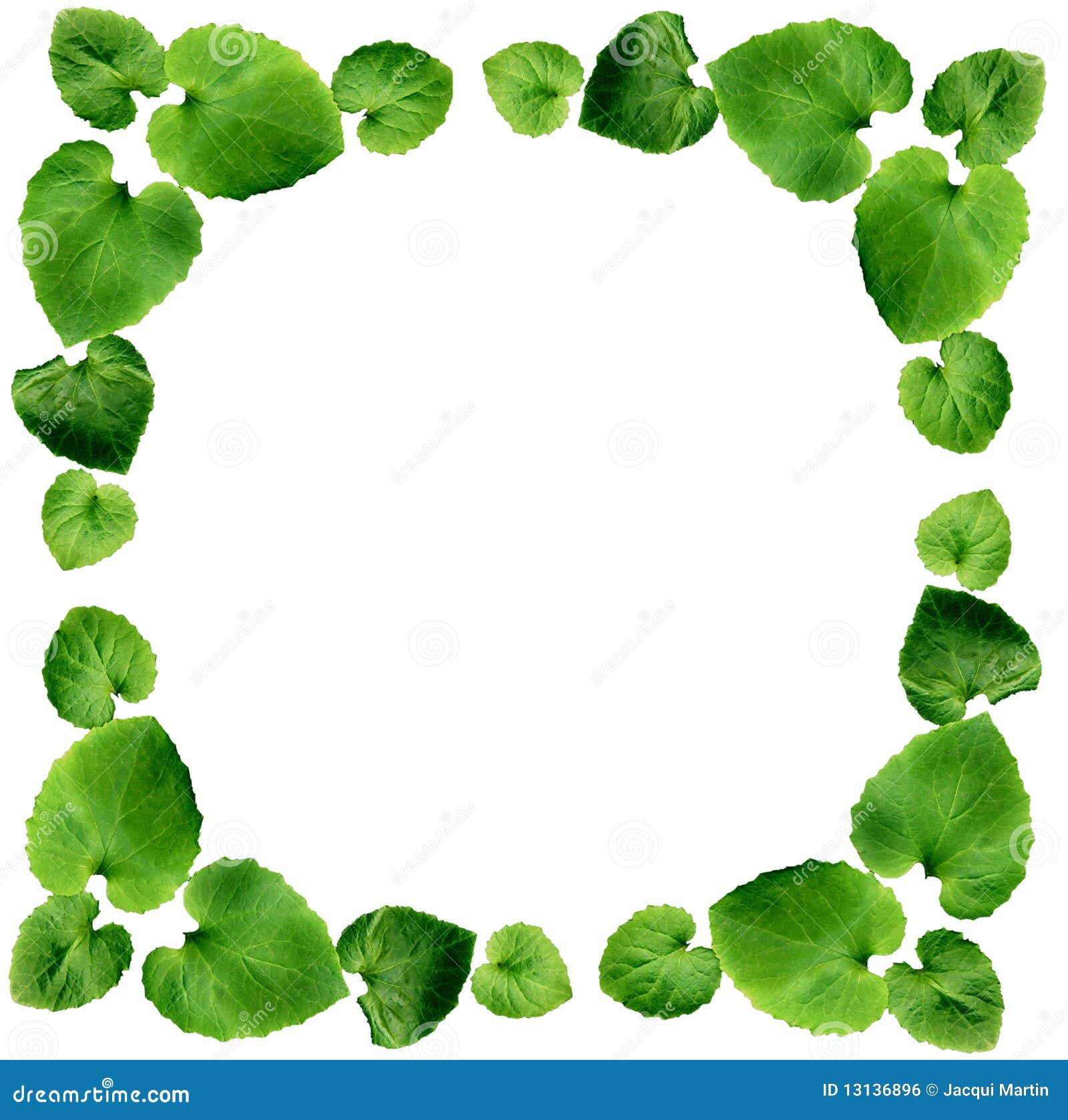 Leaf border stock photo. Image of summer, space, green - 13136896
