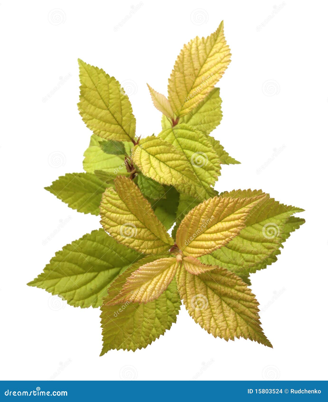 Leaf branch stock photo. Image of growth, gardening, leaf - 15803524