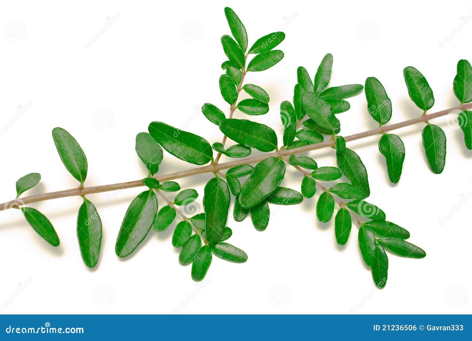 A leaf branch stock photo. Image of leaf, environment - 21236506
