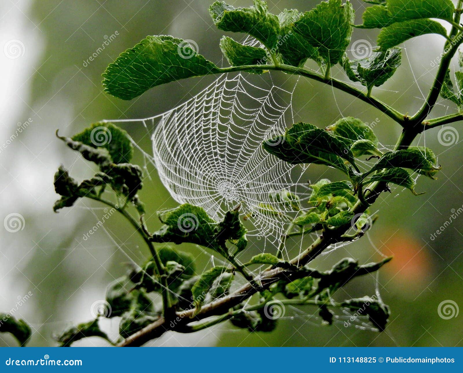 Leaf, Branch, Spider Web, Invertebrate Picture. Image: 113148825