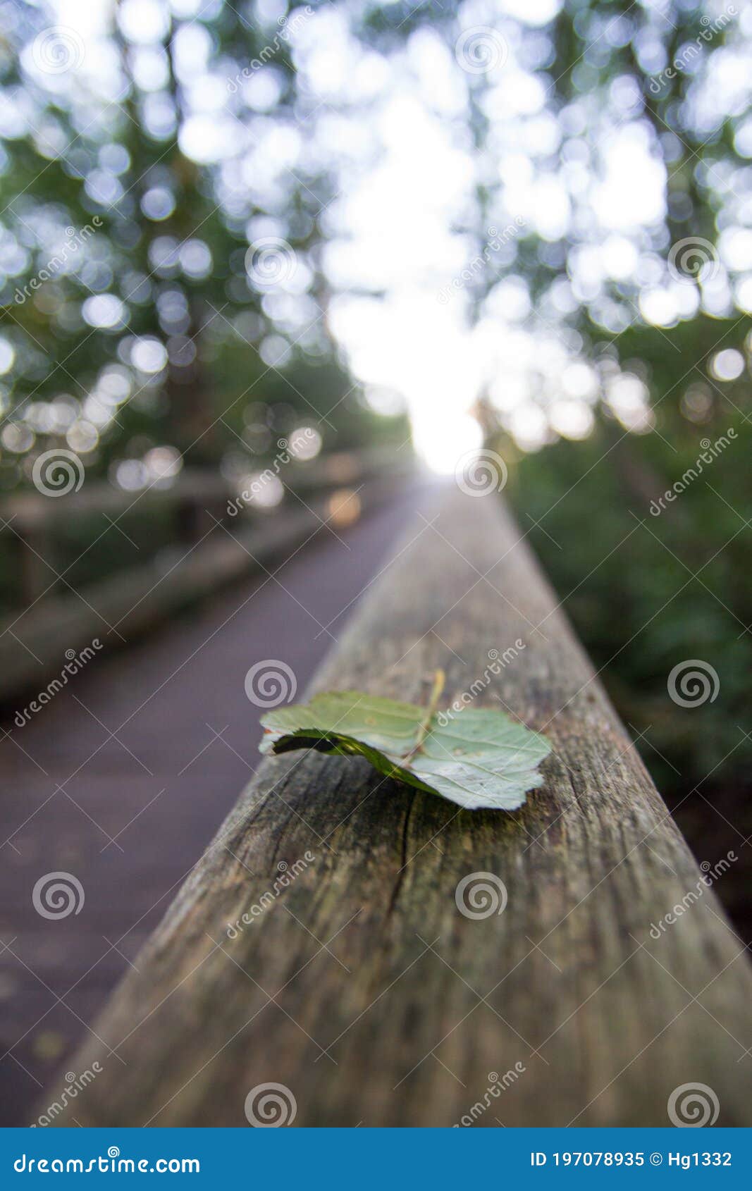 Leaf on a bridge railing stock image. Image of wheel - 197078935