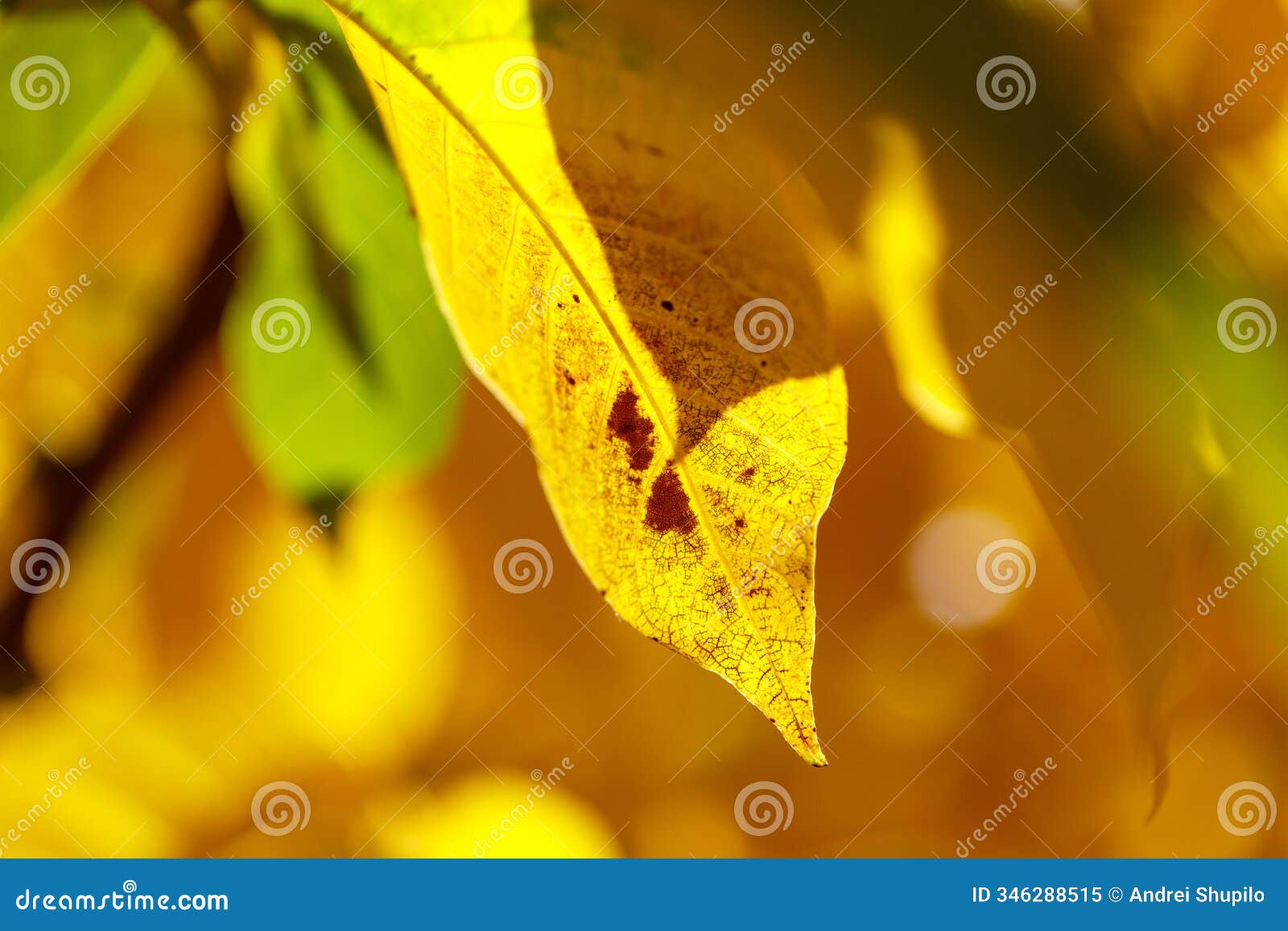 A Leaf with a Brown Spot on it Stock Image - Image of branch, leaf ...