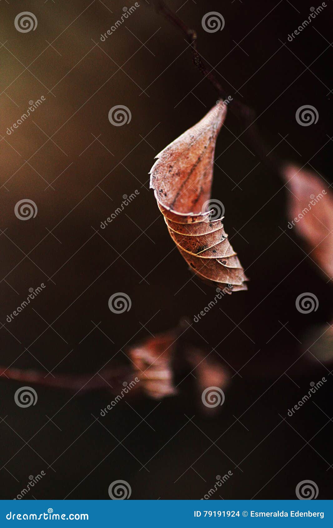 Leaf stock photo. Image of dead, fall, detail, background - 79191924