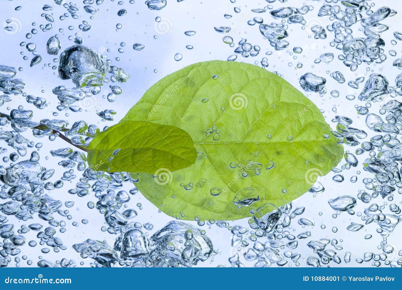 Leaf and bubbles stock image. Image of perfection, purity - 10884001