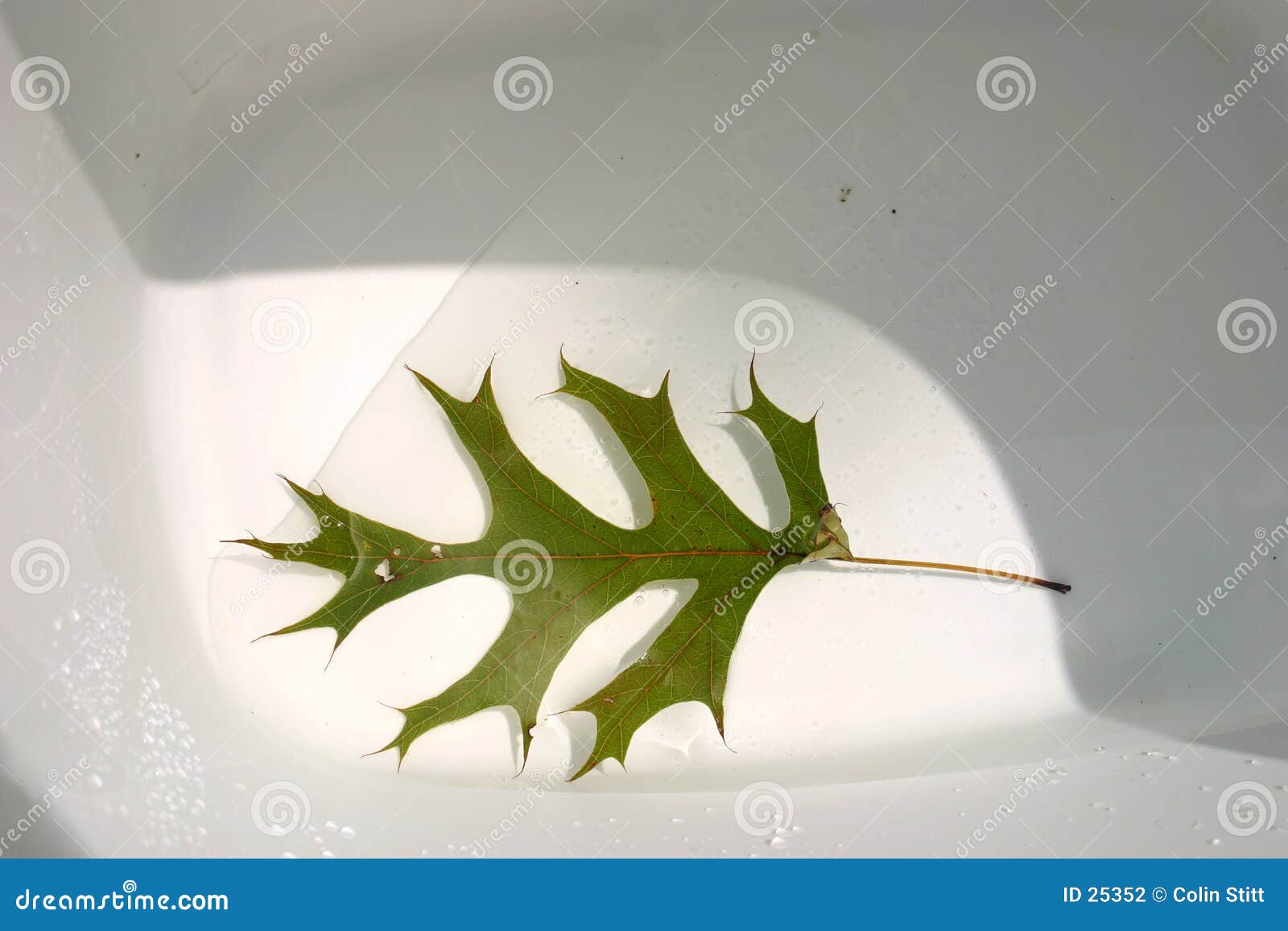 Leaf in a bucket stock photo. Image of plant, nature, design - 25352