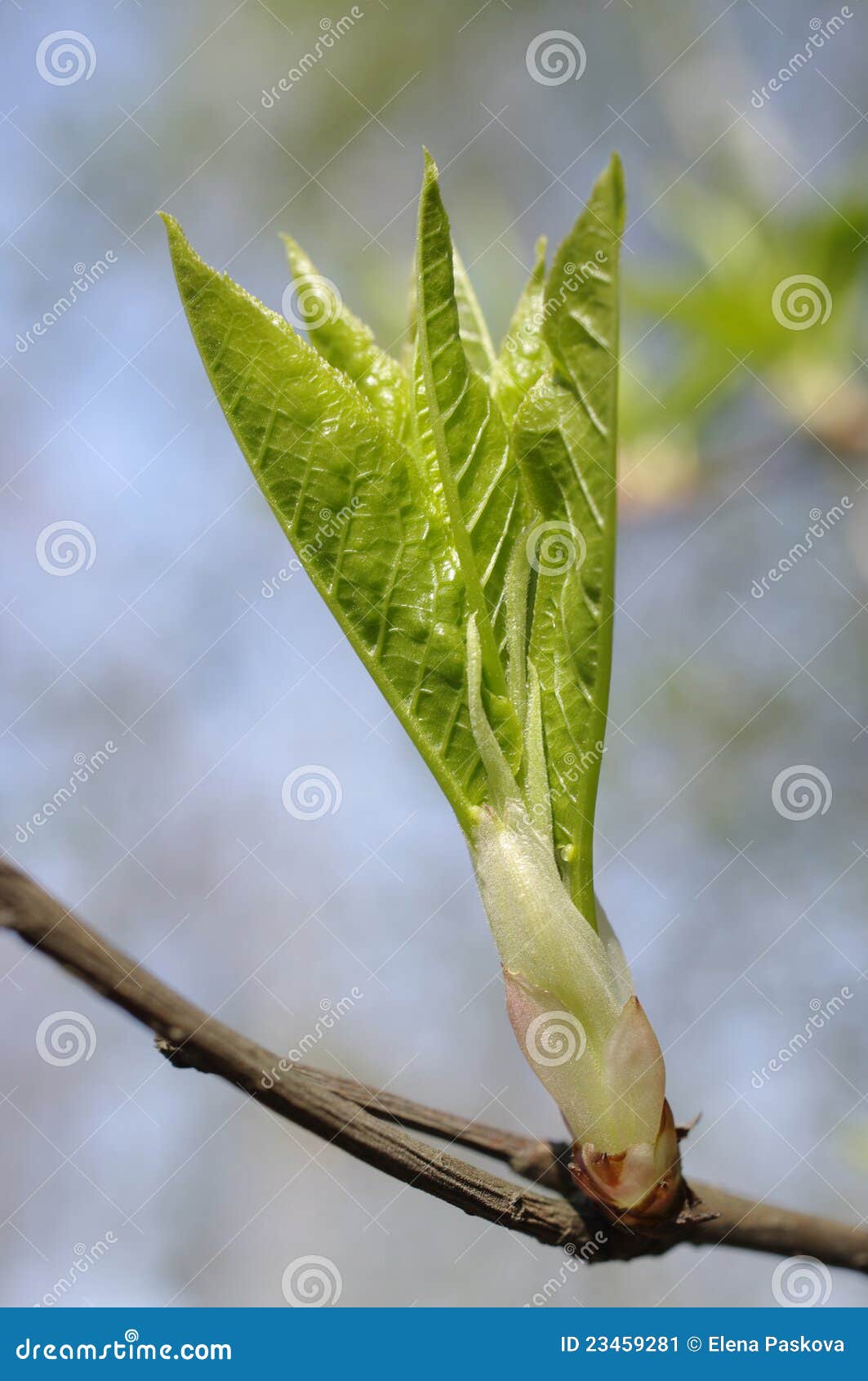 Leaf Bud stock image. Image of tree, forest, green, plants - 23459281