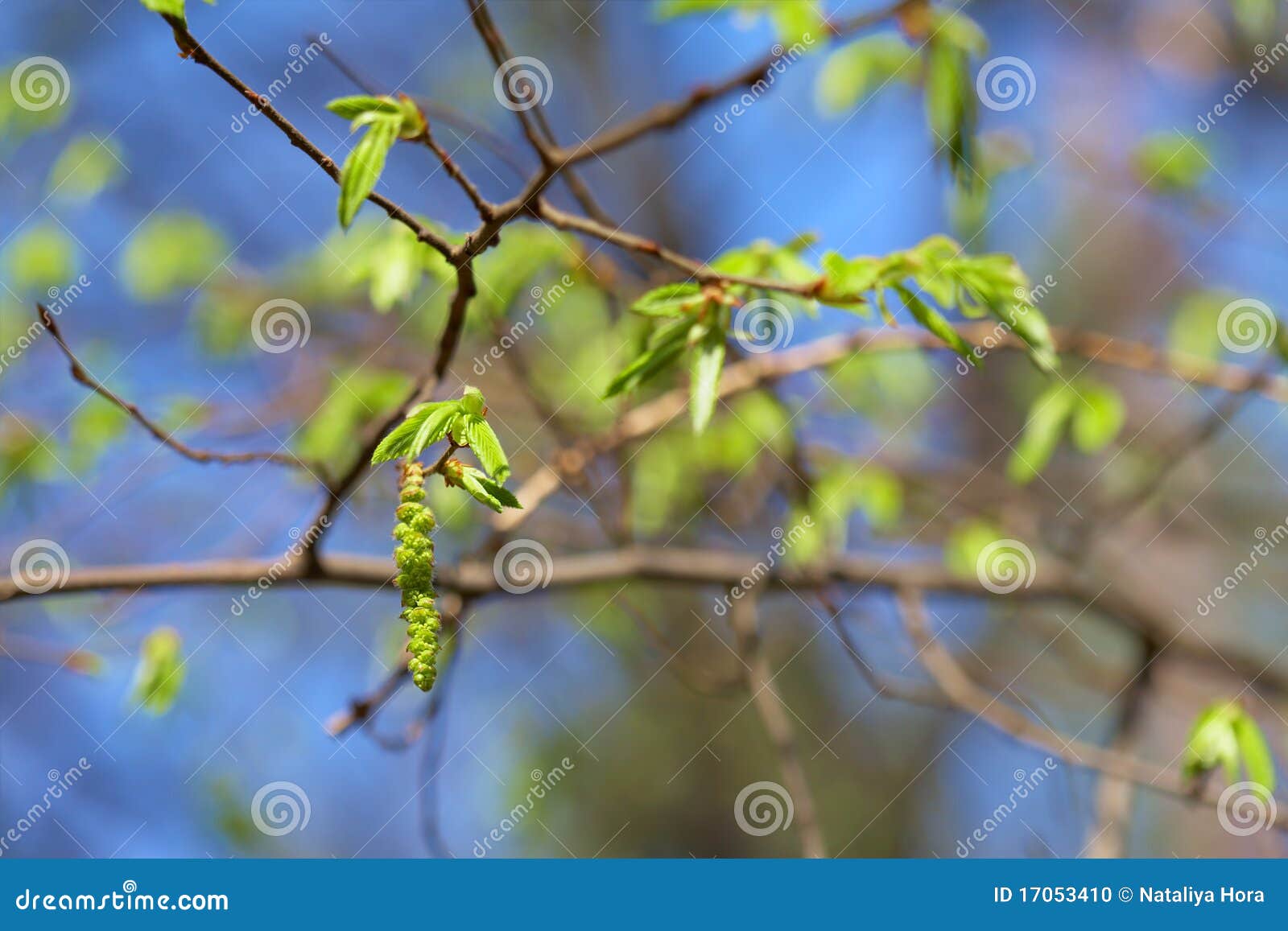 Leaf Bud of the Birch on Blue Sky Background Stock Photo - Image of ...