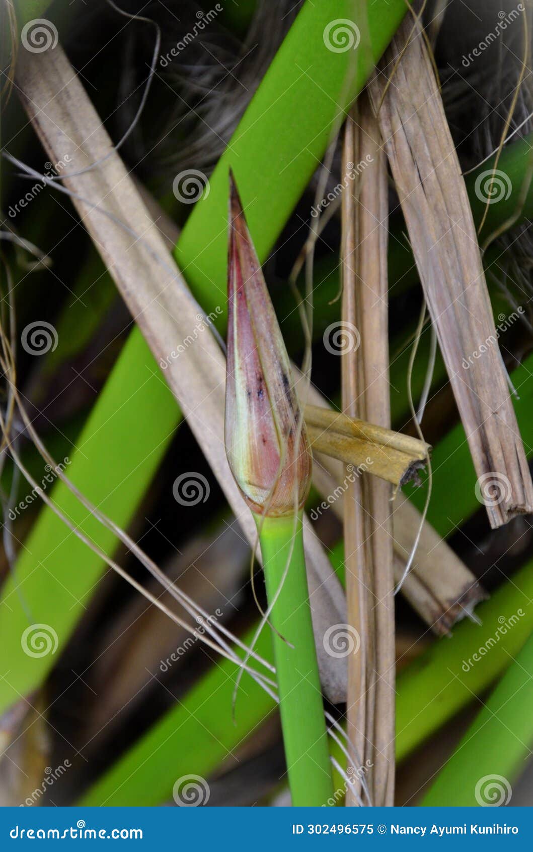 The Interesting Leaf Bud of Cyperus Papyrus Stock Image - Image of ...