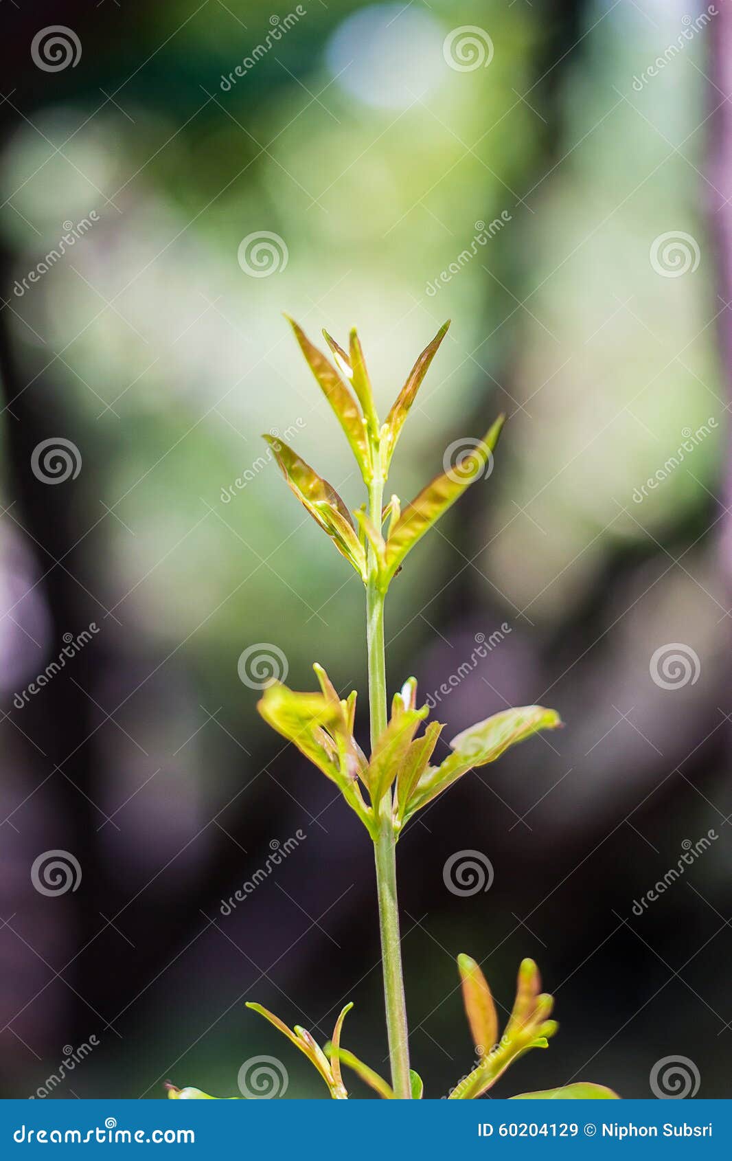 Leaf bud stock image. Image of season, life, nature, growth - 60204129