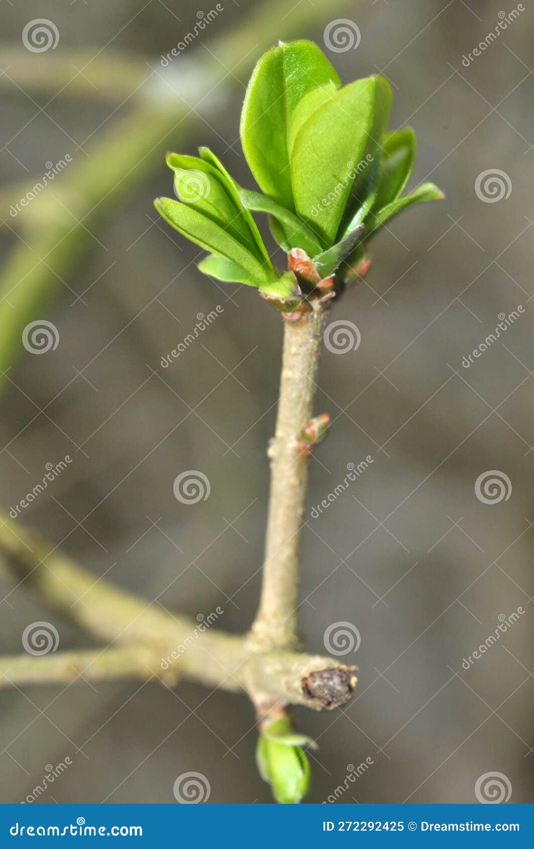 Leaf Bud on a Shrub in Spring Close Up Stock Image - Image of season ...