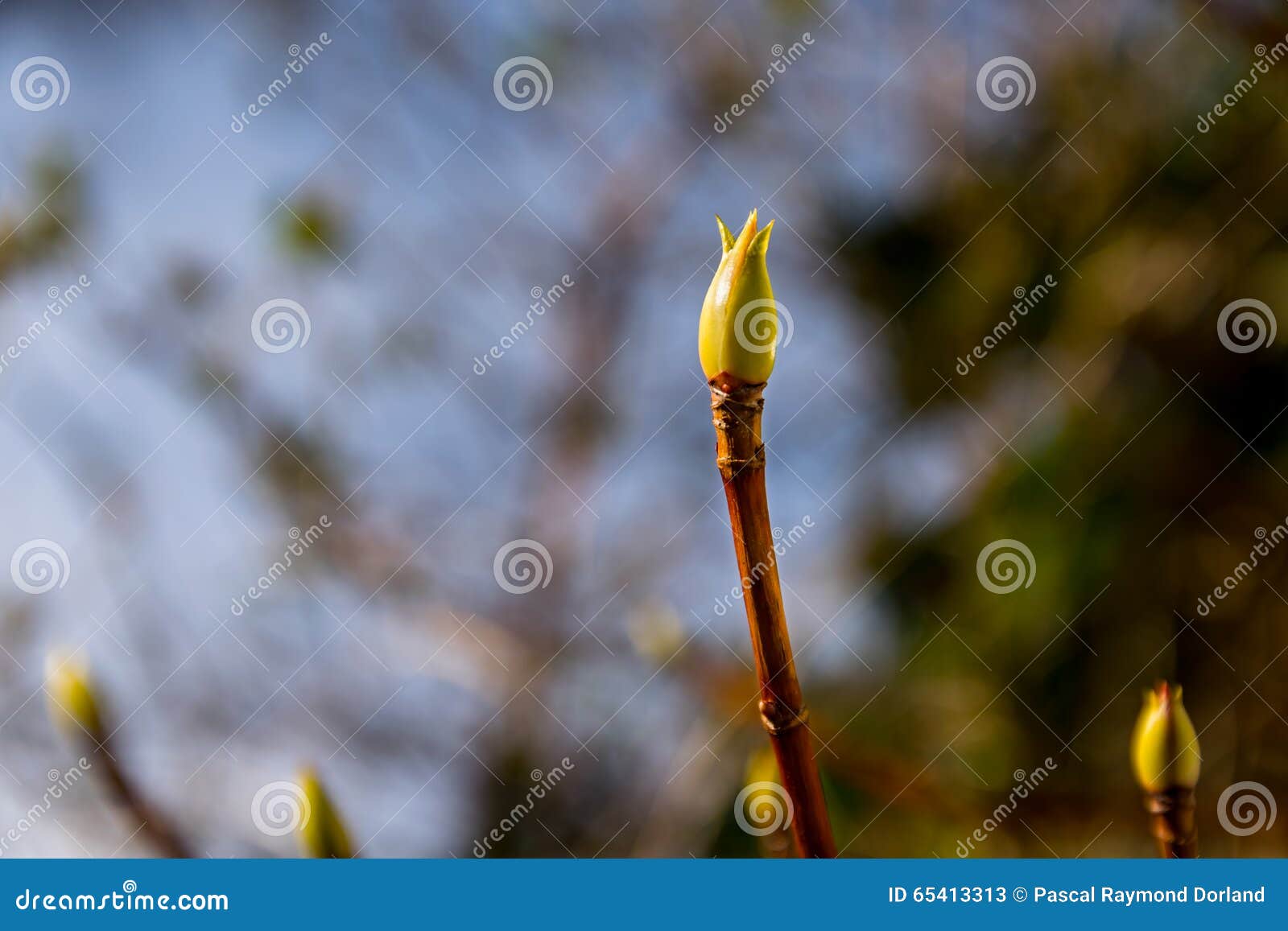 Leaf bud stock image. Image of buds, leaves, bush, winter - 65413313