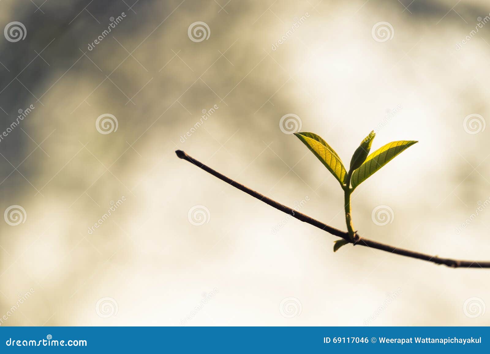 Leaf Bud stock photo. Image of treetop, budding, background - 69117046
