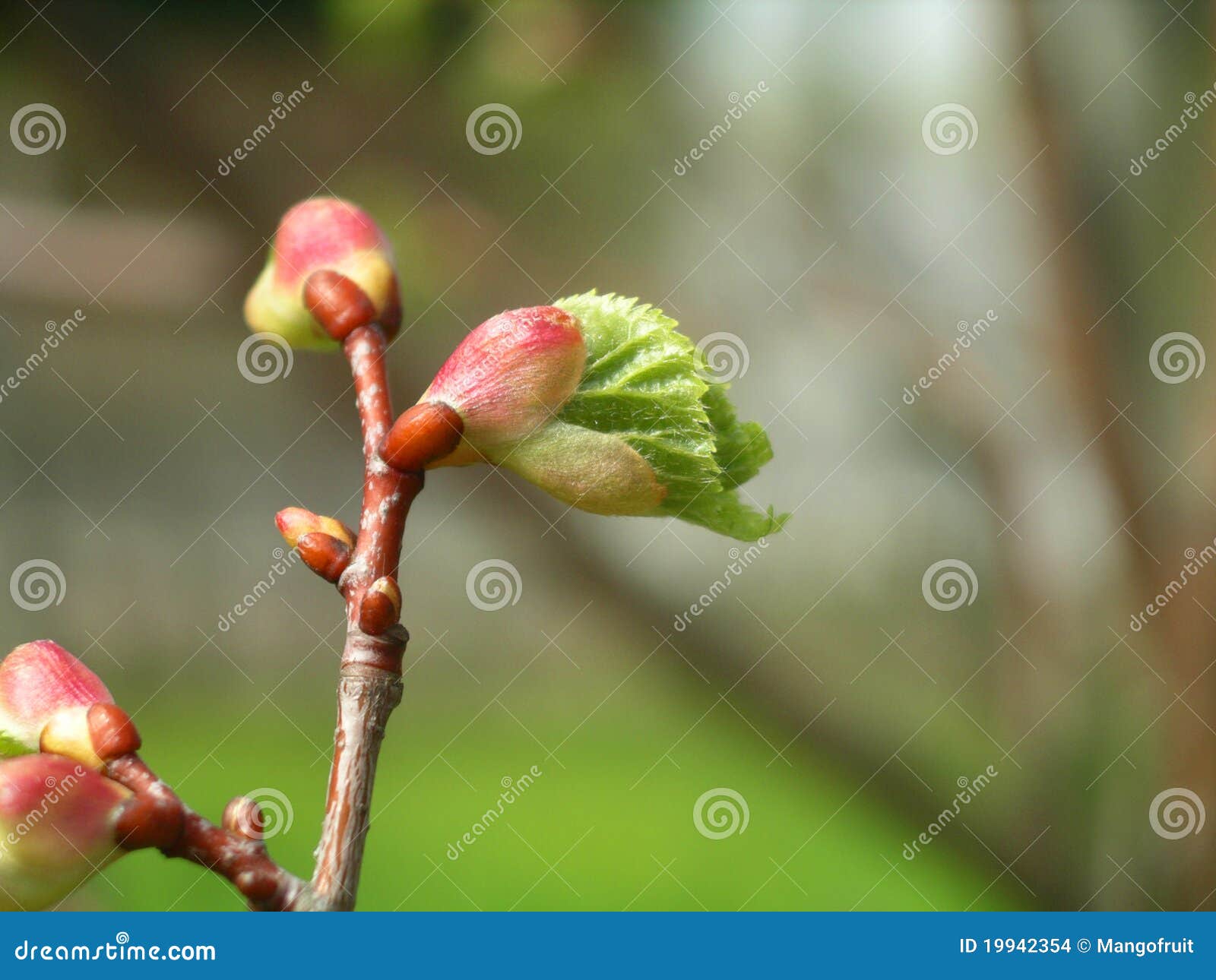 Leaf buds stock photo. Image of fountain, bush, blooming - 19942354