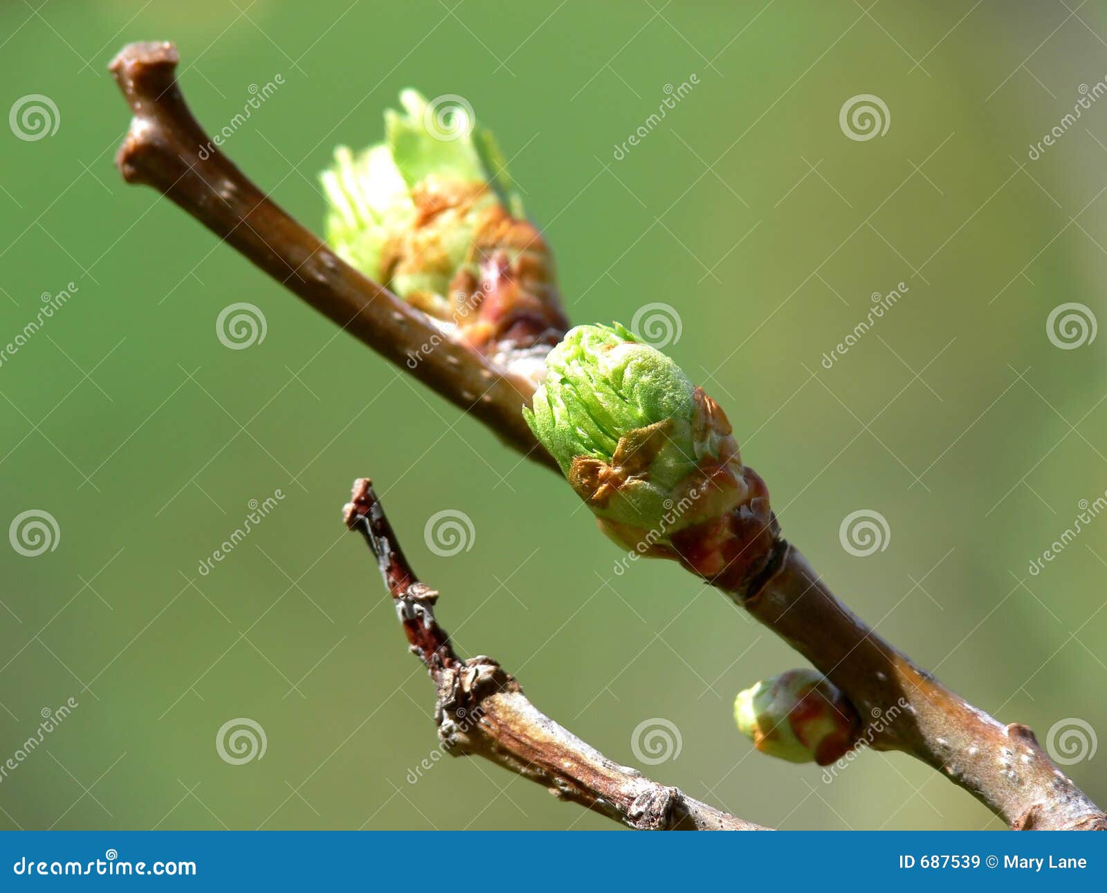 Leaf Buds stock image. Image of buds, macro, botanical - 687539