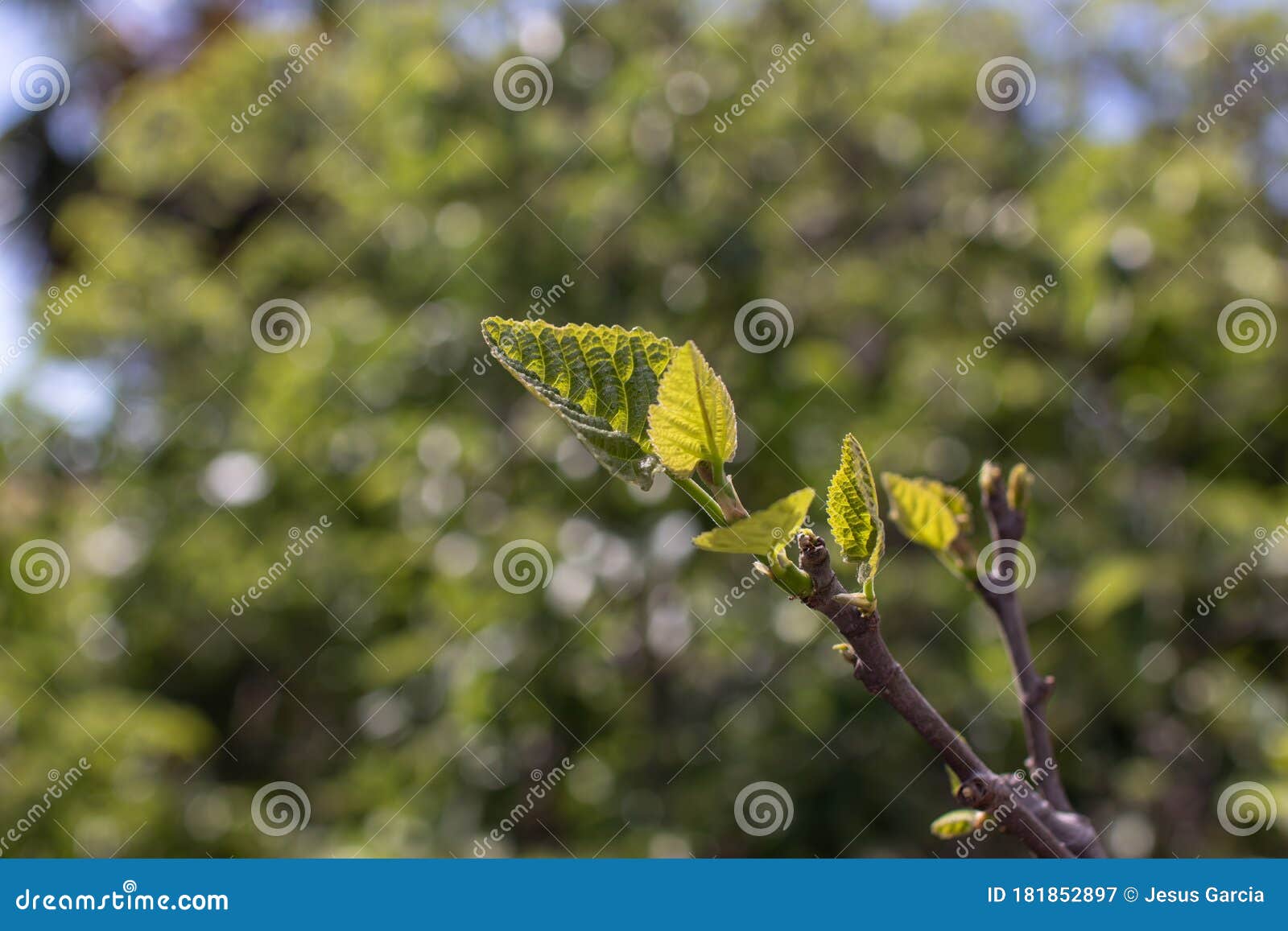 Leaf Buds on a Branch of a Fig Tree. First Buds in Spring Stock Image ... Leaf Buds on a Branch of a Fig Tree. First Buds in Spring Stock Image ...
