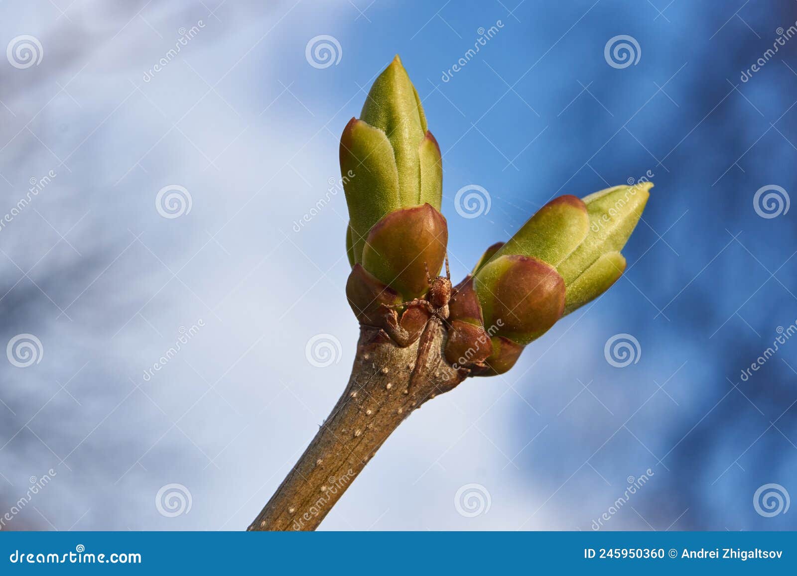 The Leaf Buds of Lilacs Blossom and Young Leaves Appear. Stock Photo ...