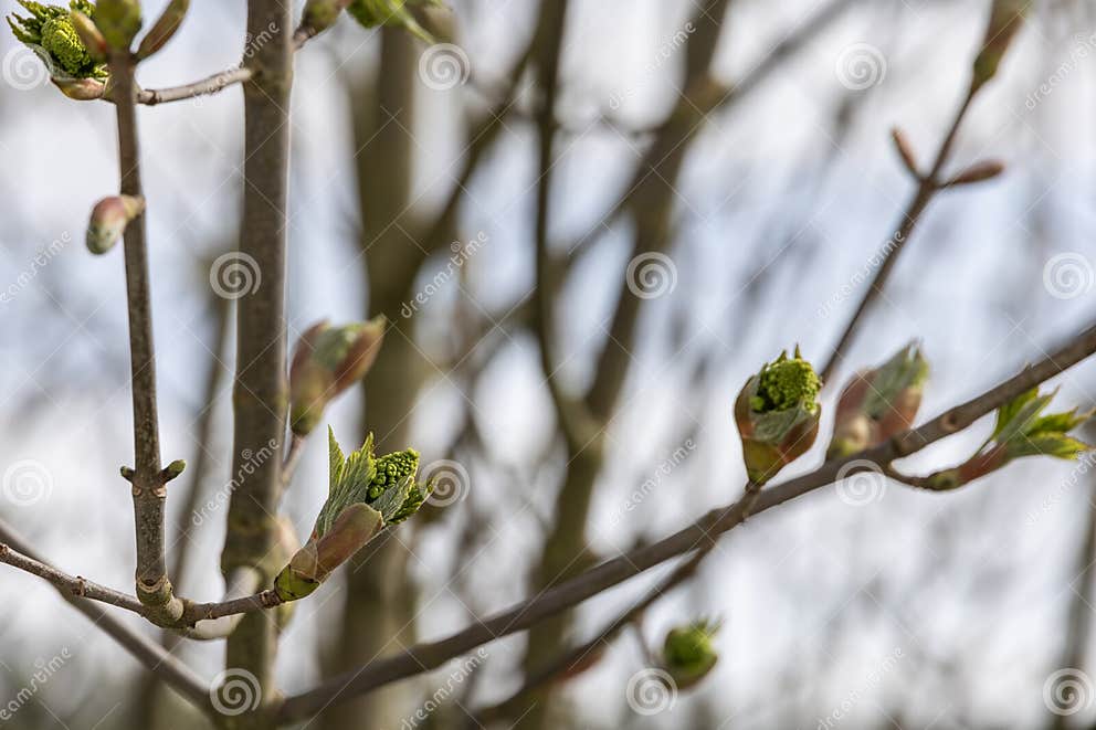 Leaf Buds of the Maple Tree Stock Image - Image of maple, shoots: 319397271