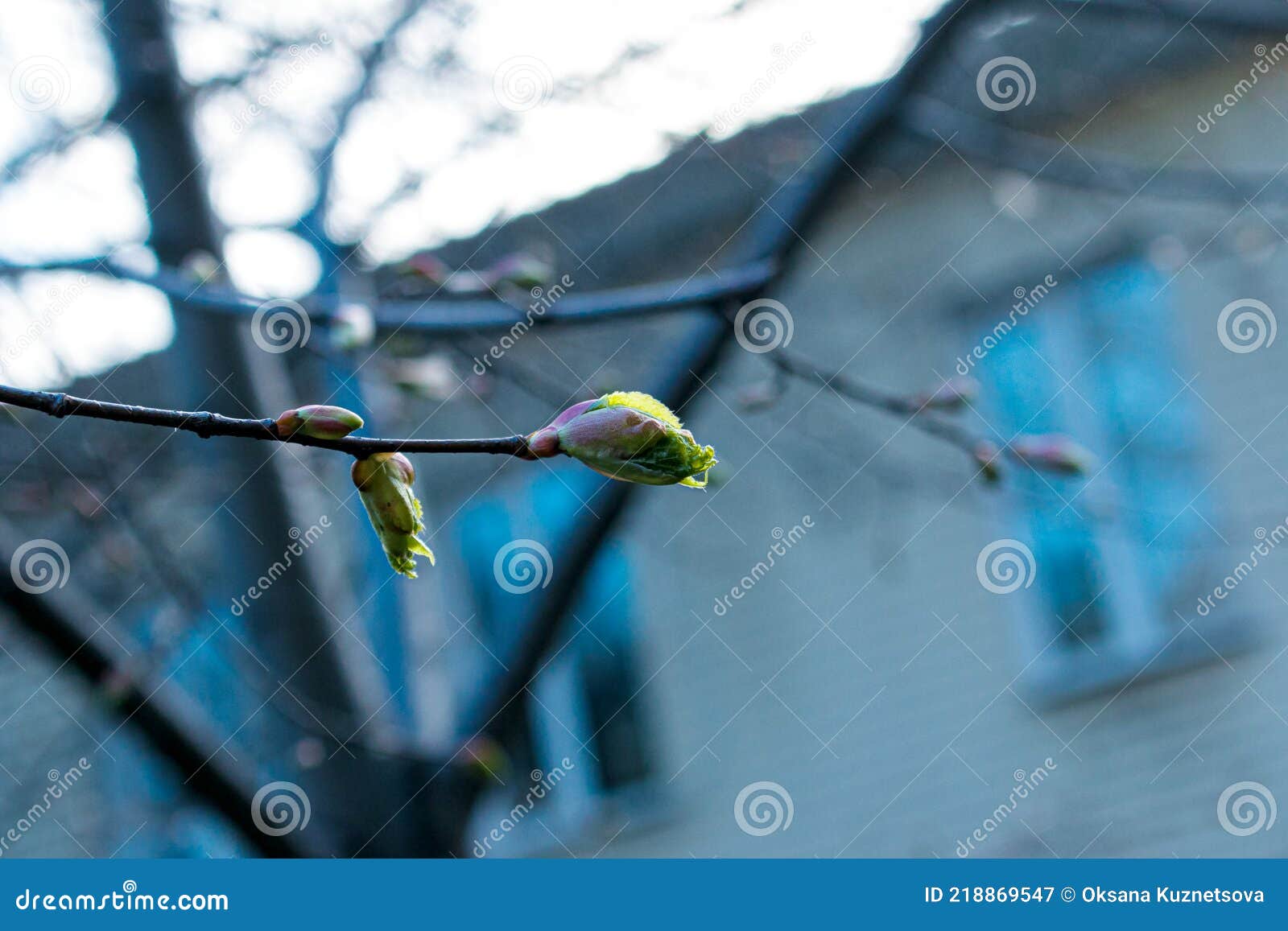 Leaf Buds Open on Trees in Spring. Stock Image - Image of young, hope ...